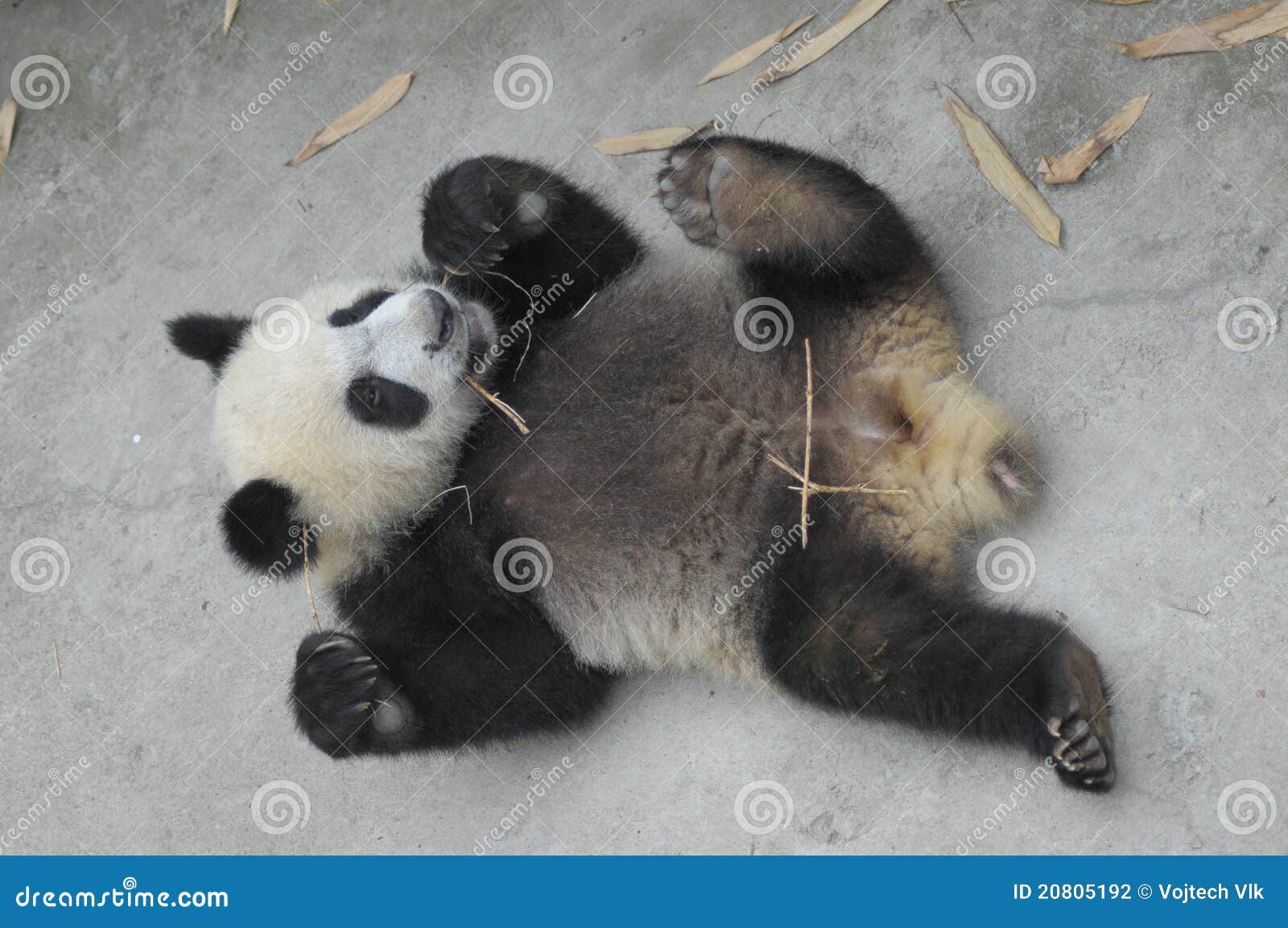 Panda stock photo. Image of endangered, herbivorous, gray - 20805192