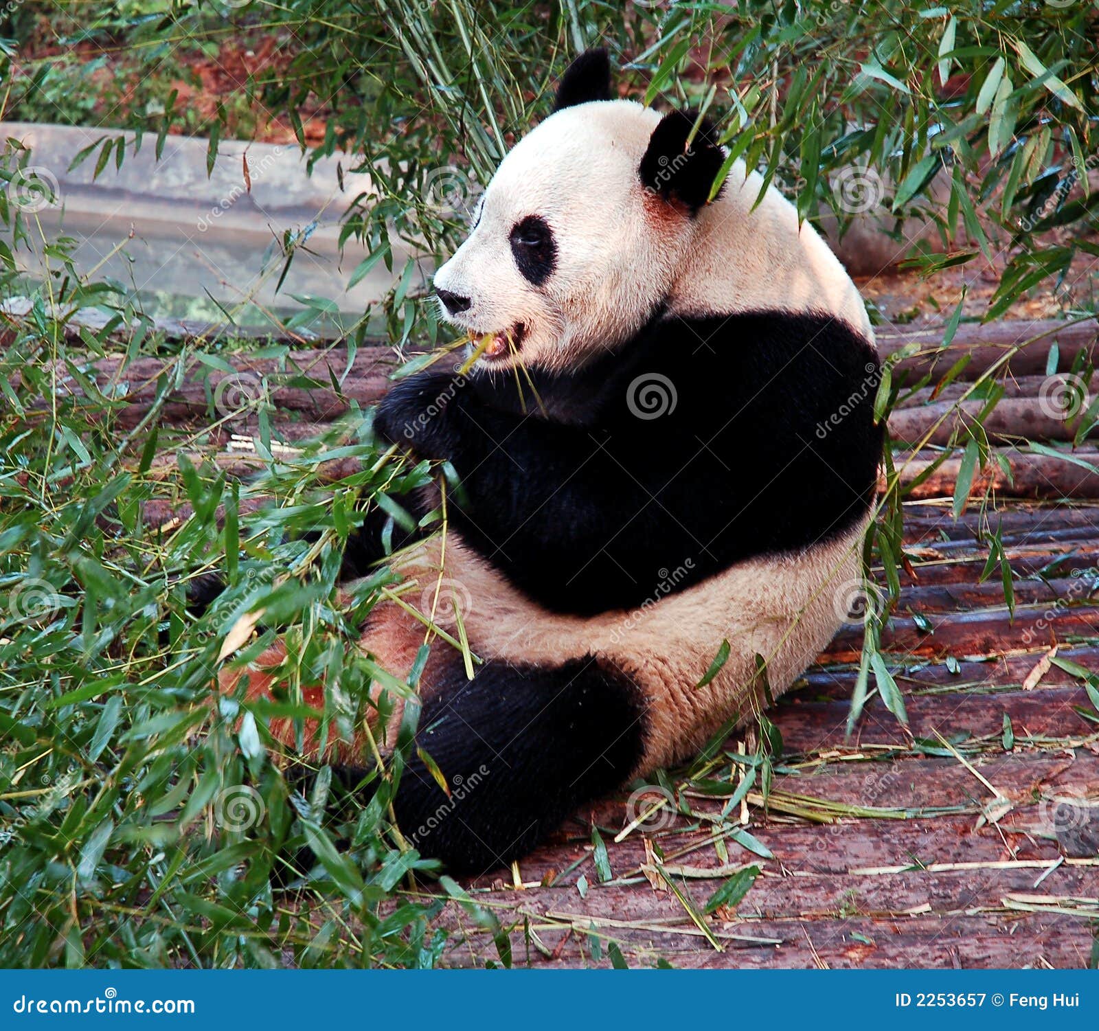 Panda imagen de archivo. Imagen de verde, gigante, chengdu - 2253657