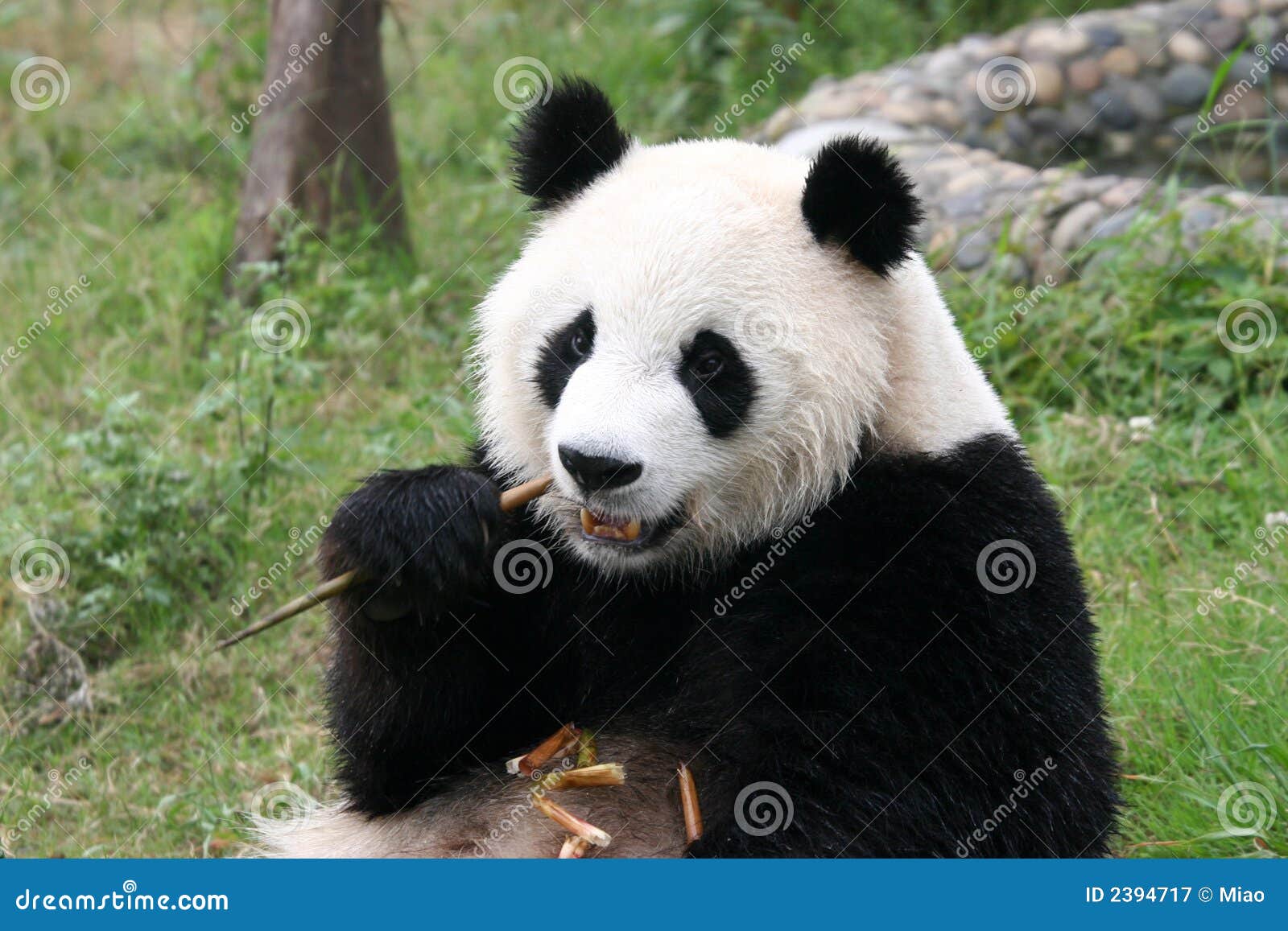 Panda stock image. Image of rare, white, panda, bear, zoology - 2394717