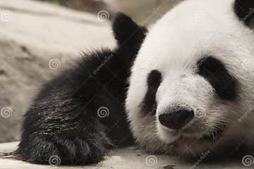 Panda stock image. Image of forest, park, protected, bear - 24789551