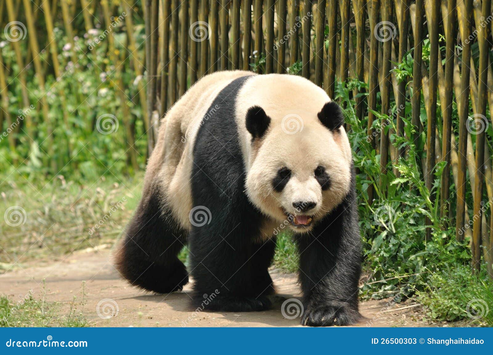Panda imagem de stock. Imagem de boca, caminhada, verde - 26500303