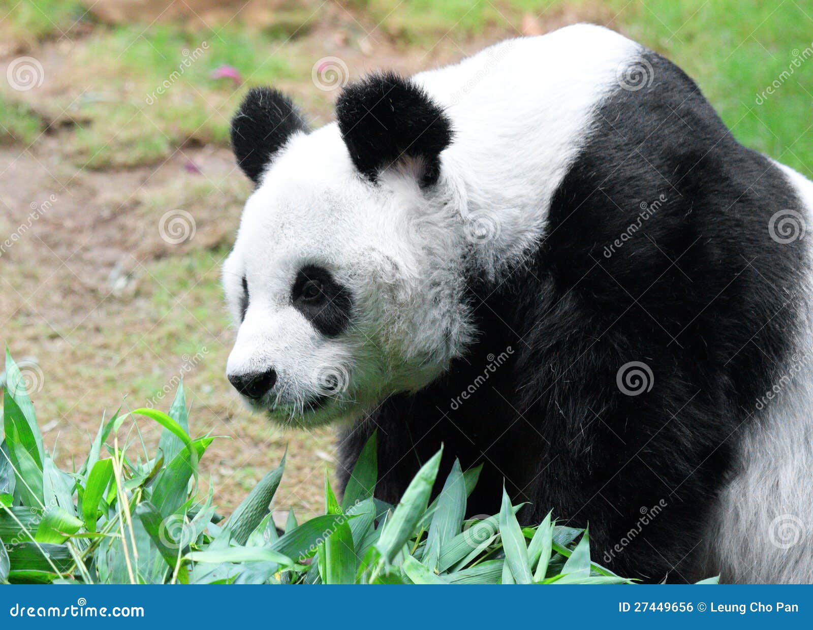 Panda stock photo. Image of australia, black, asia, pretty - 27449656