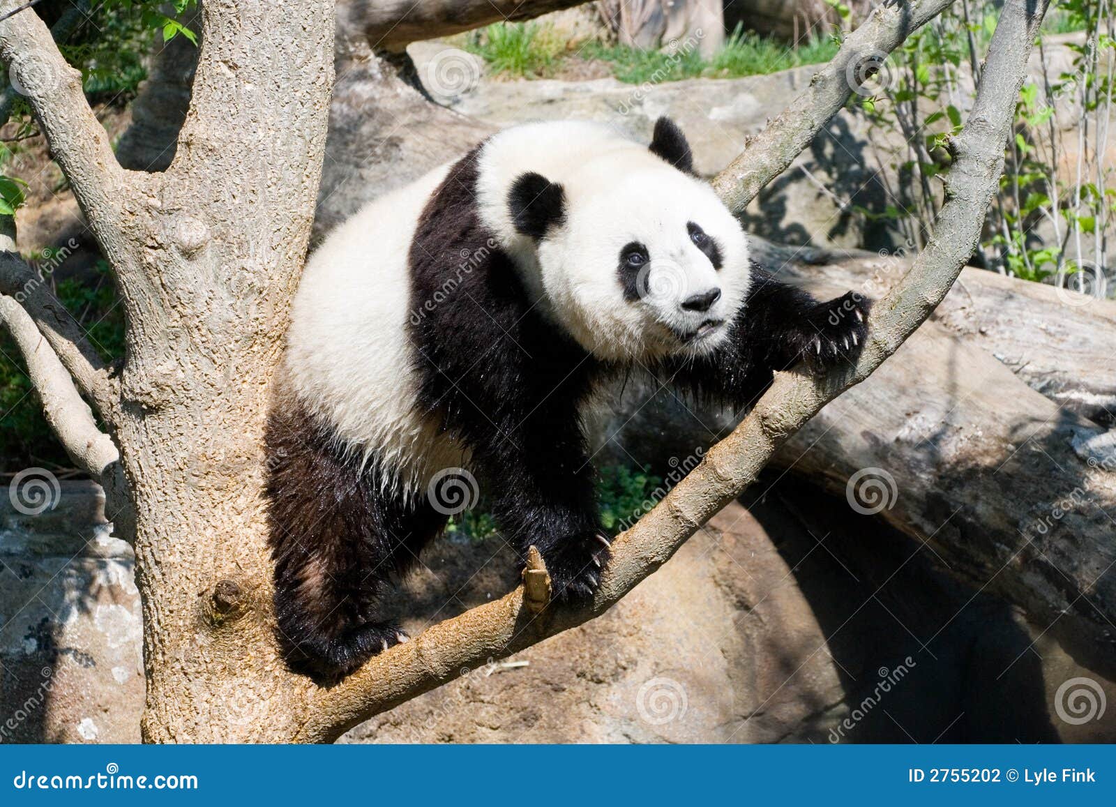 Panda stock photo. Image of white, wildlife, nature, outdoors - 2755202
