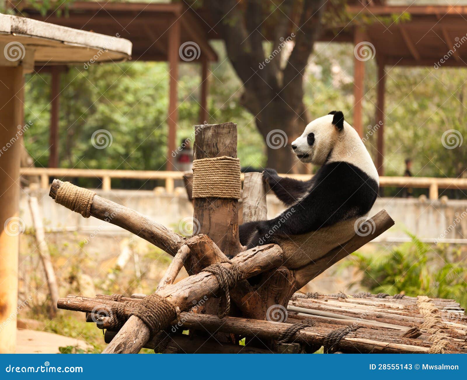 Panda stock image. Image of relaxing, travel, break, chilling - 28555143