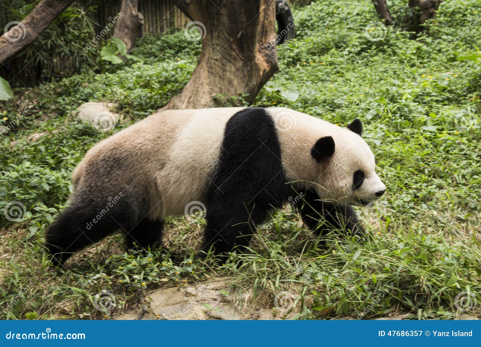 Panda immagine stock. Immagine di divertente, esterno - 47686357