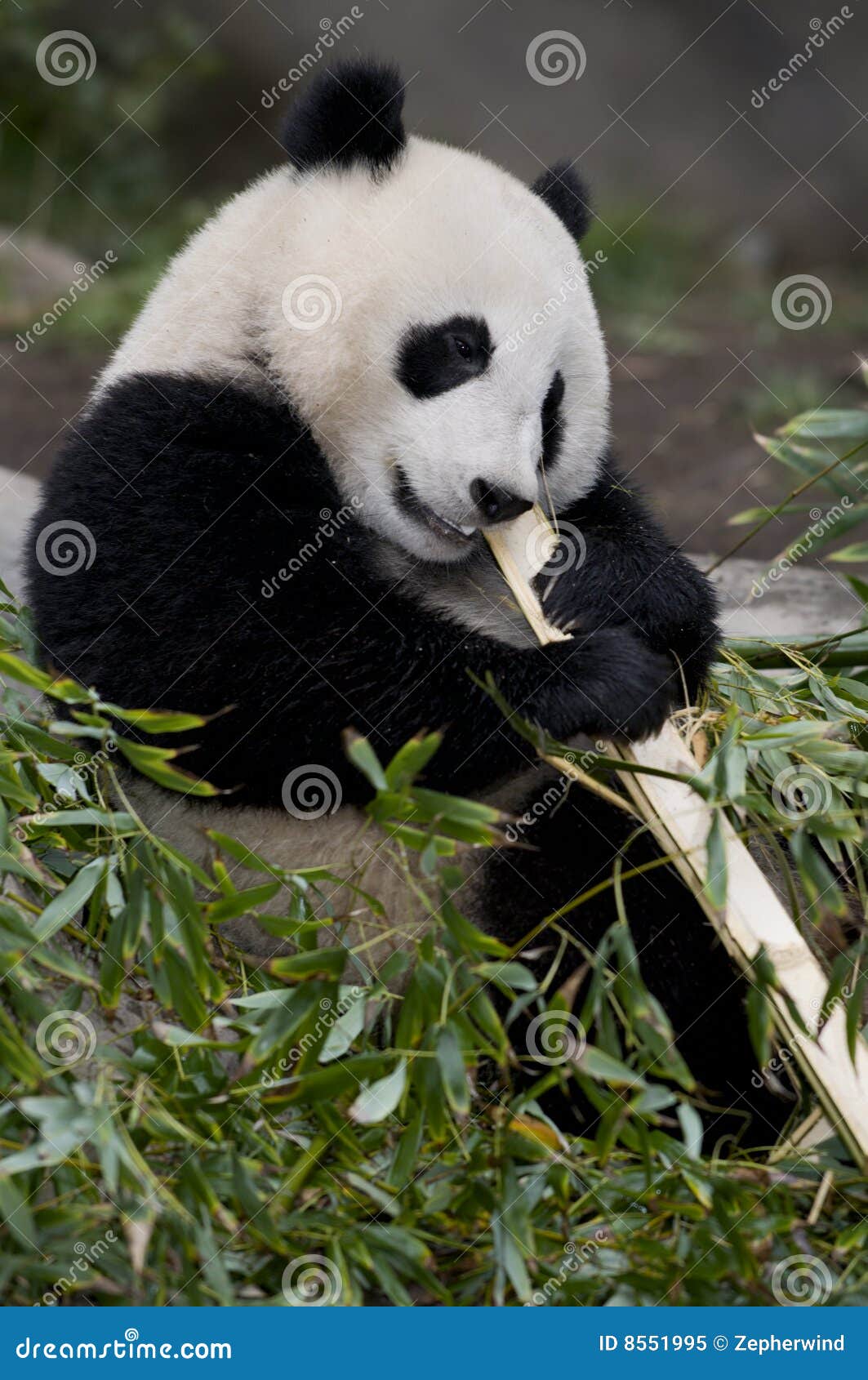 Panda stock image. Image of herbivorous, biting, bear - 8551995