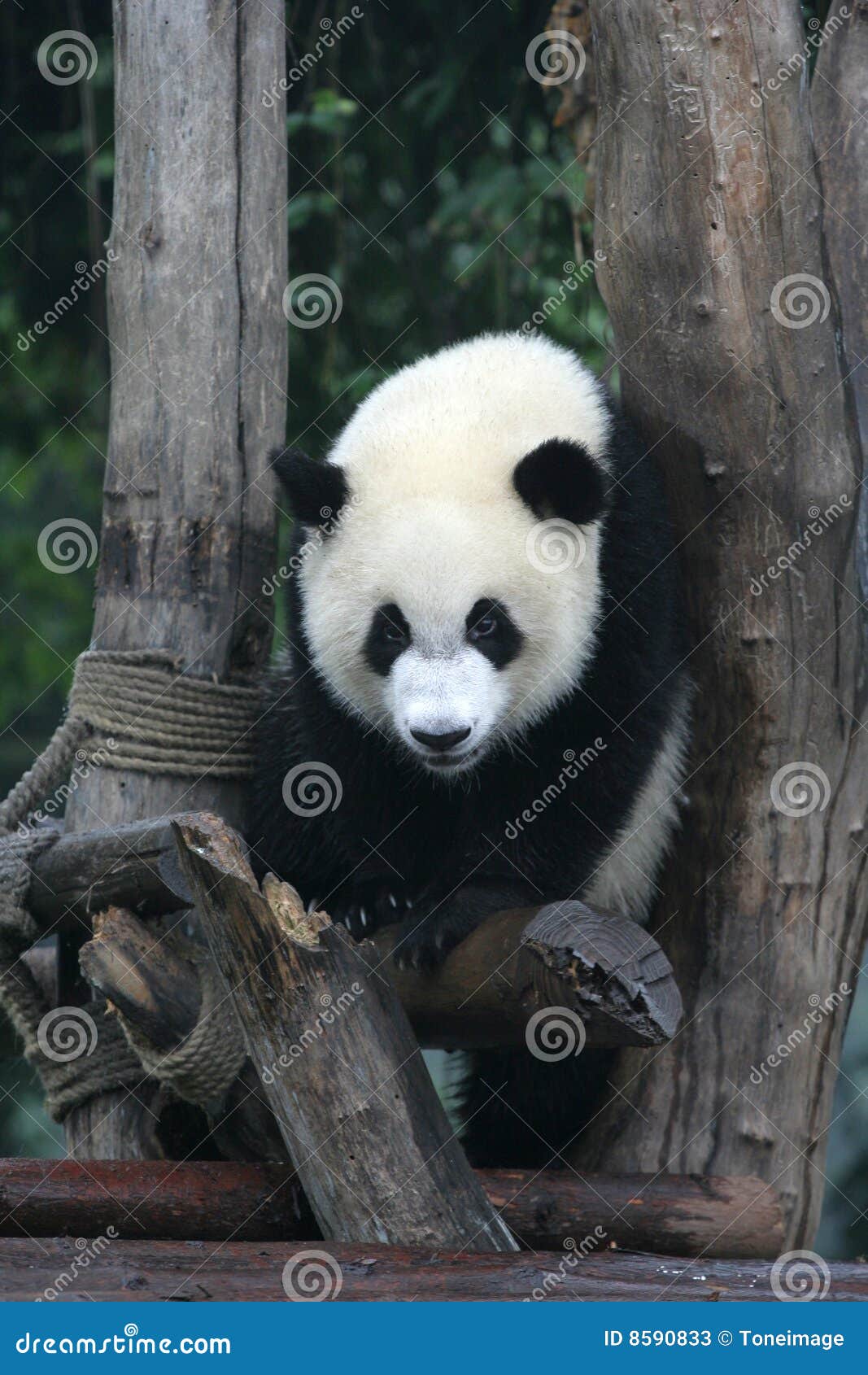 Panda stock image. Image of nature, animals, mammals, fuzzy - 8590833