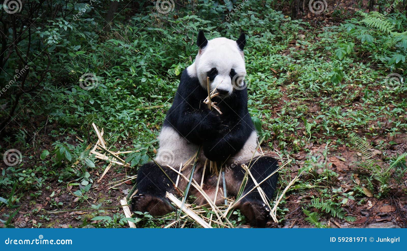 The iconic Giant Panda stock image. Image of chinese - 59281971