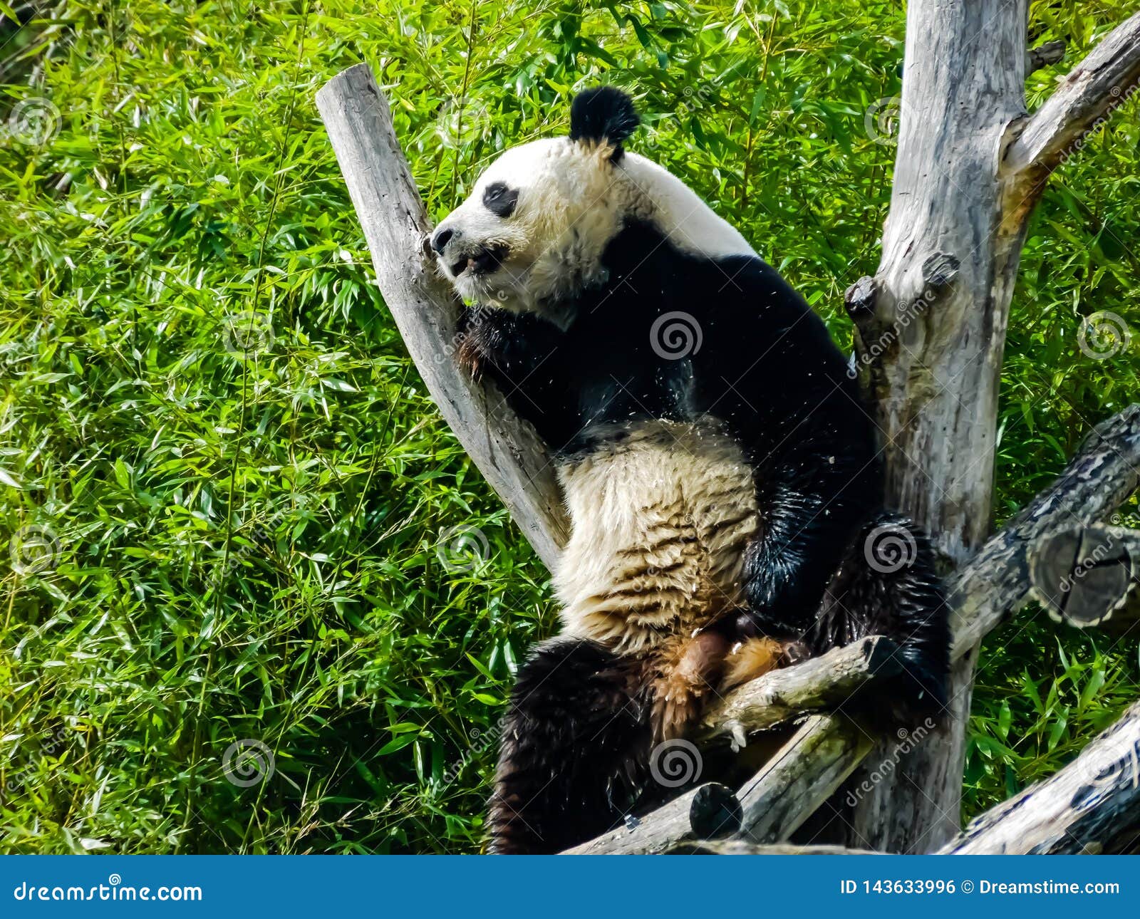 Panda stock photo. Image of panda, animal, blanc, noir - 143633996
