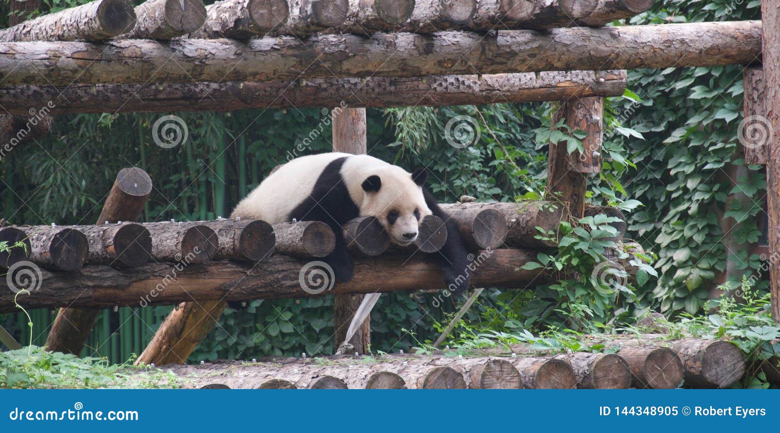 Panda Asleep on Climbing Frame Stock Image - Image of lazy, white ...