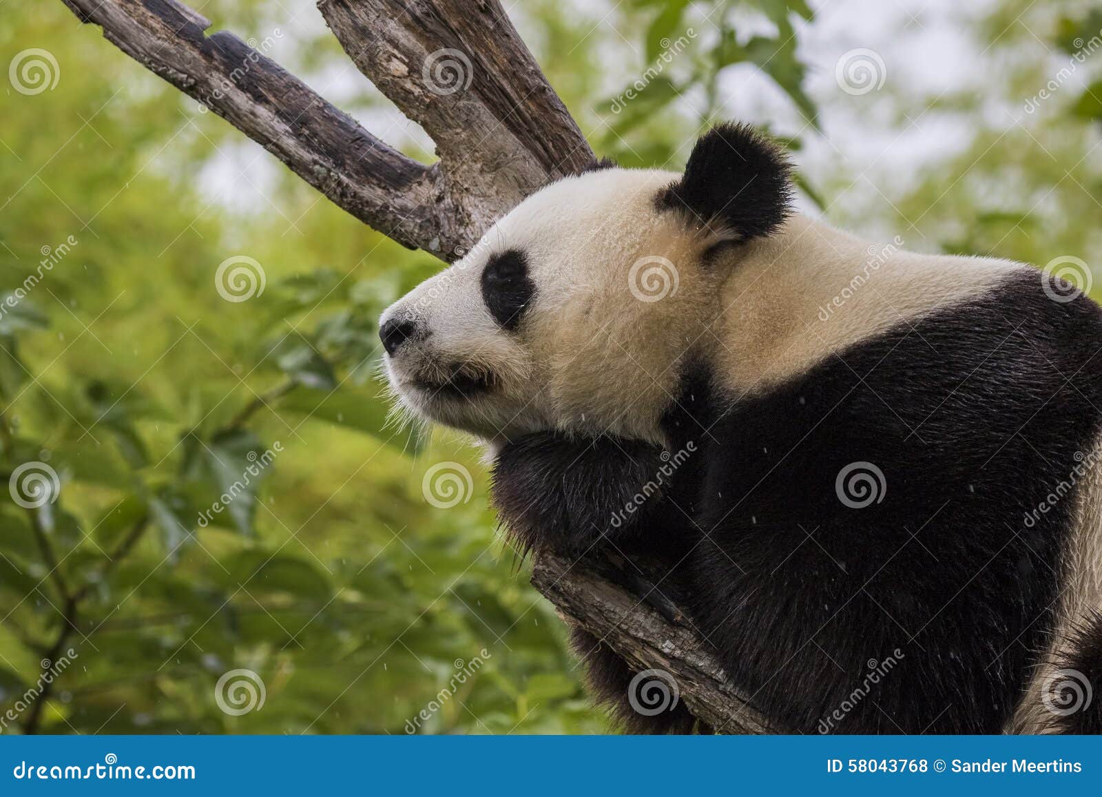 Panda asleep stock photo. Image of sleepy, nature, mammals - 58043768