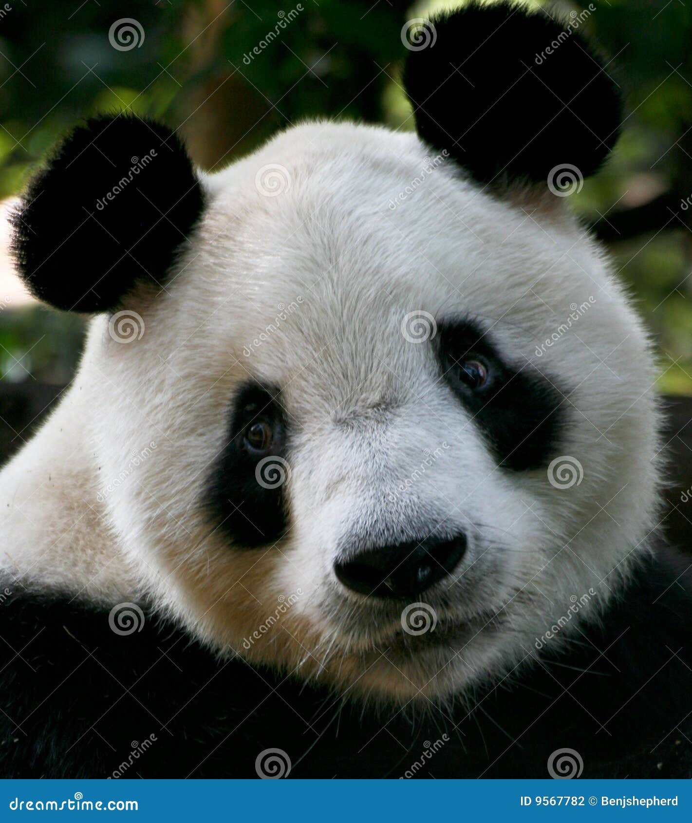 Panda-Augen stockfoto. Bild von faul, ohren, chinesisch - 9567782