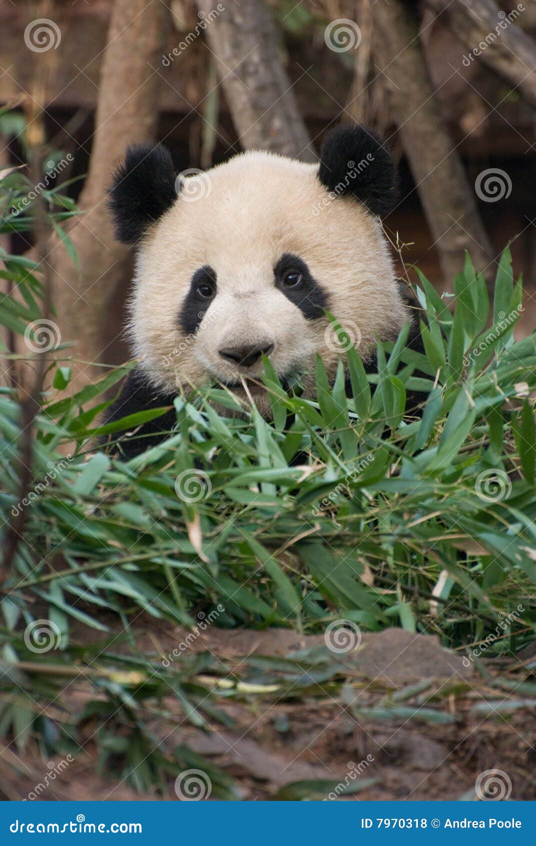 Panda Avec Le Bambou Photos libres de droits - Image: 7970318