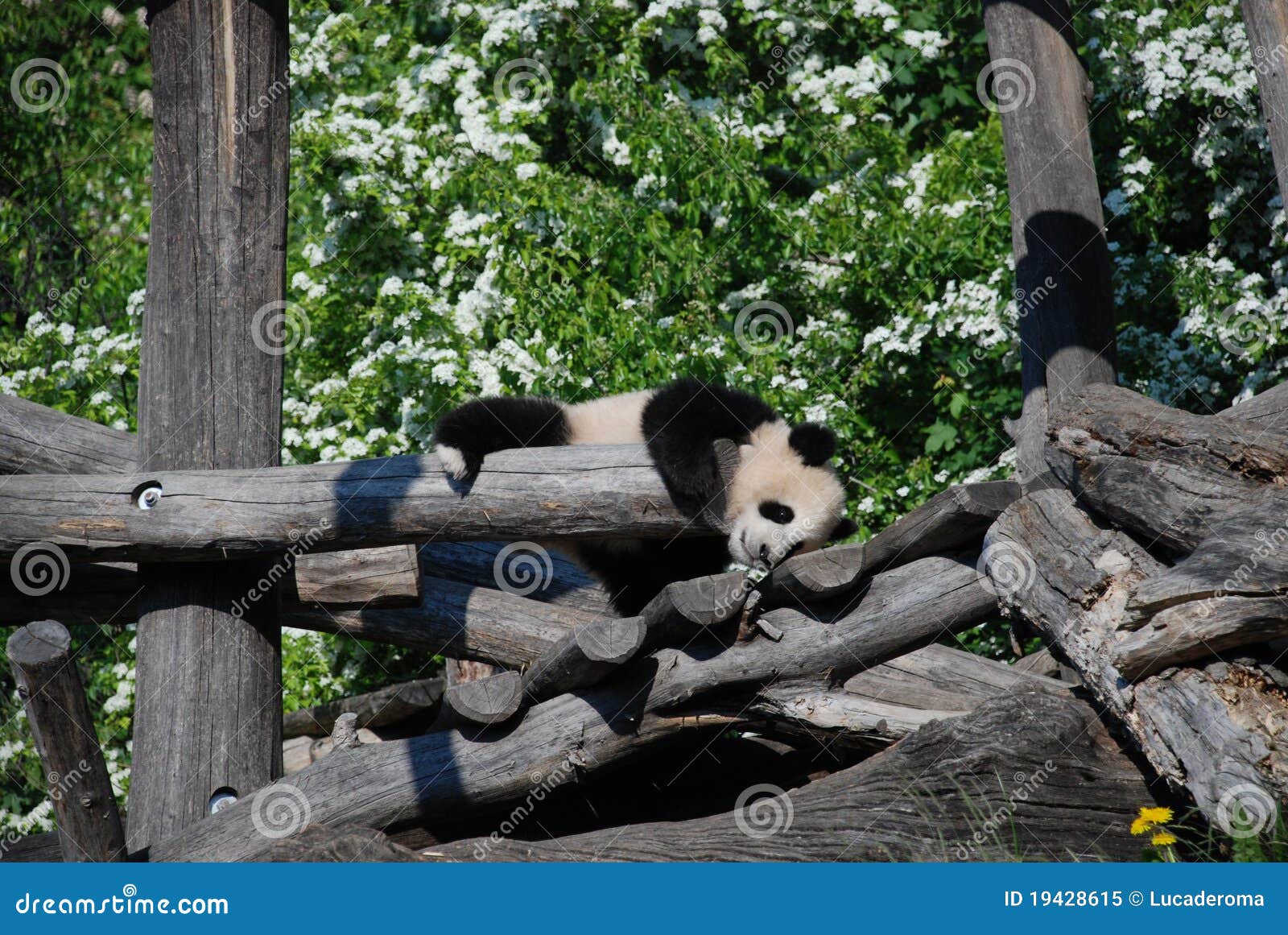 Panda baby stock image. Image of endangered, mammal, garden - 19428615