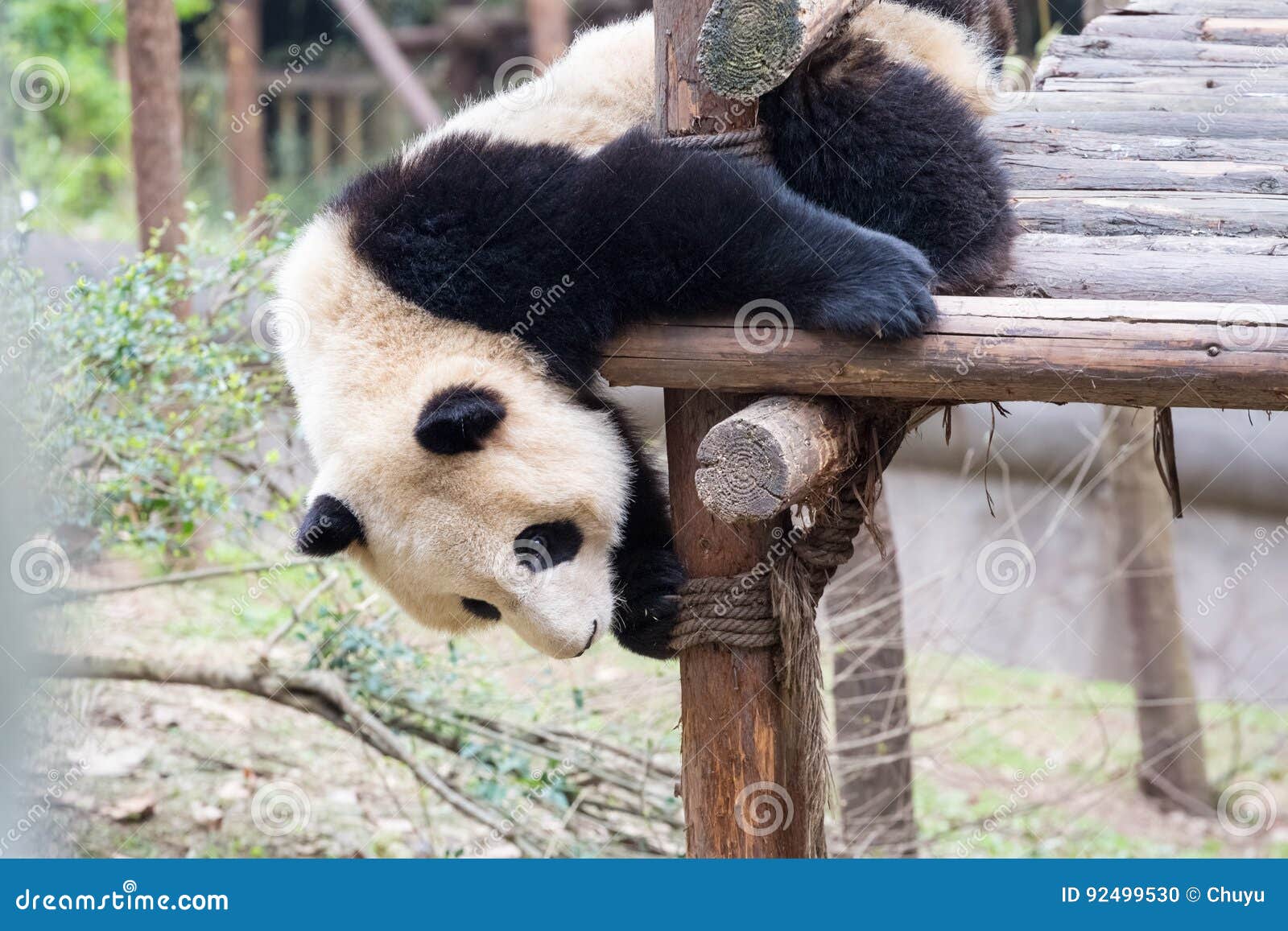 Panda baby in play stock photo. Image of nature, mammal - 92499530