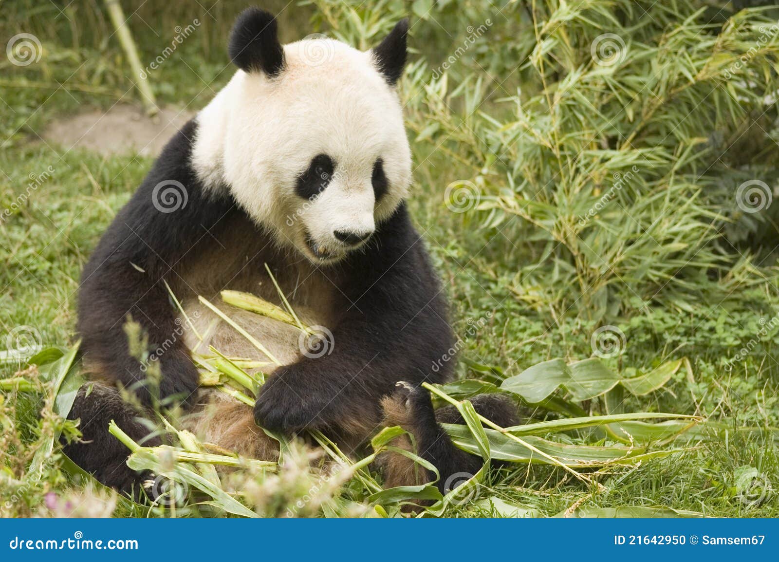 Panda with bamboo stock photo. Image of nature, asian - 21642950
