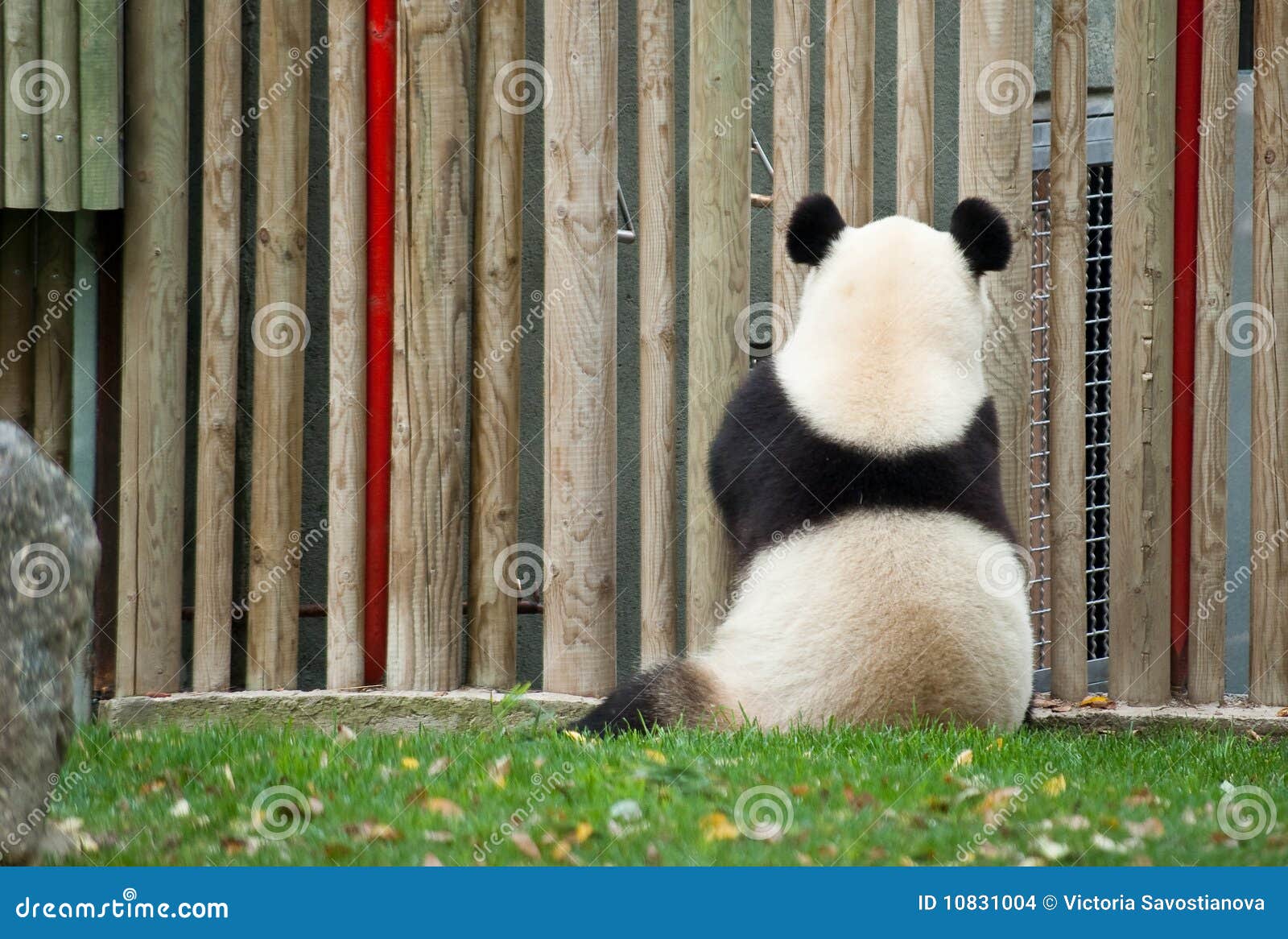 Panda bear stock photo. Image of animal, nature, mammal - 10831004