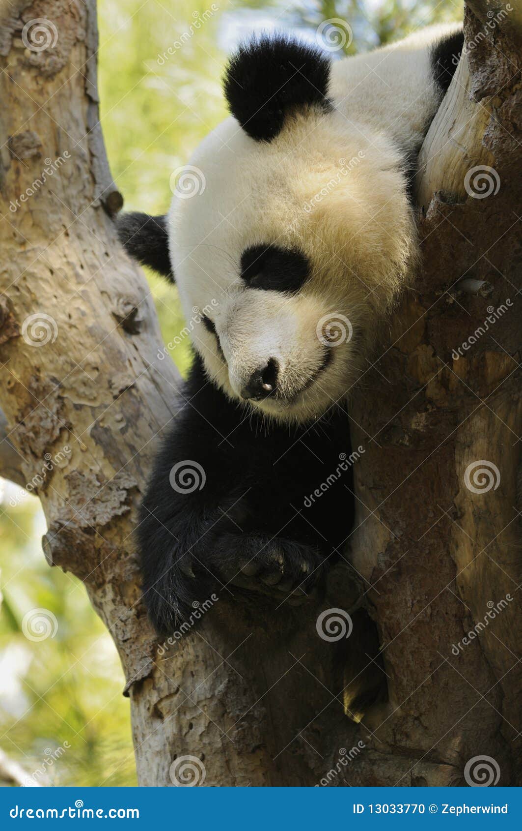 Panda bear stock photo. Image of mammal, white, animal - 13033770