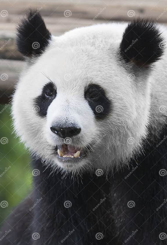 Panda bear stock image. Image of zoology, jungle, animal - 5272813