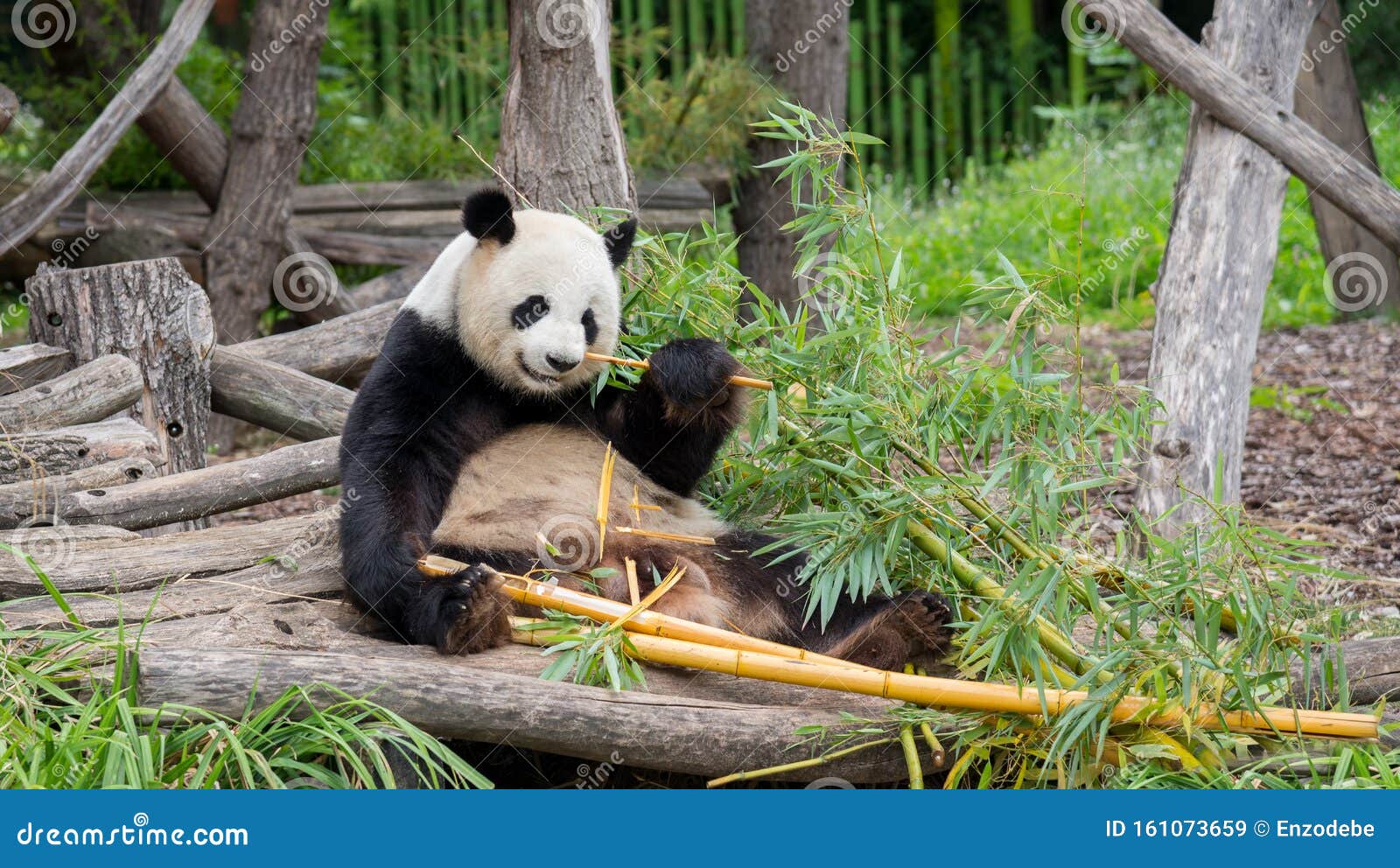 Panda Bear at the Berlin Zoo Editorial Stock Image - Image of ...