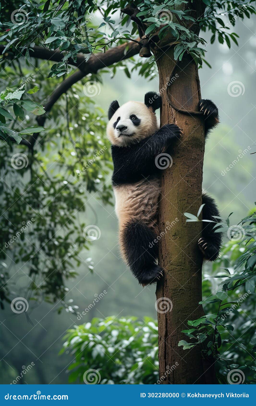A Panda Bear Climbing on a Tree,close-up Stock Photo - Image of chinese ...