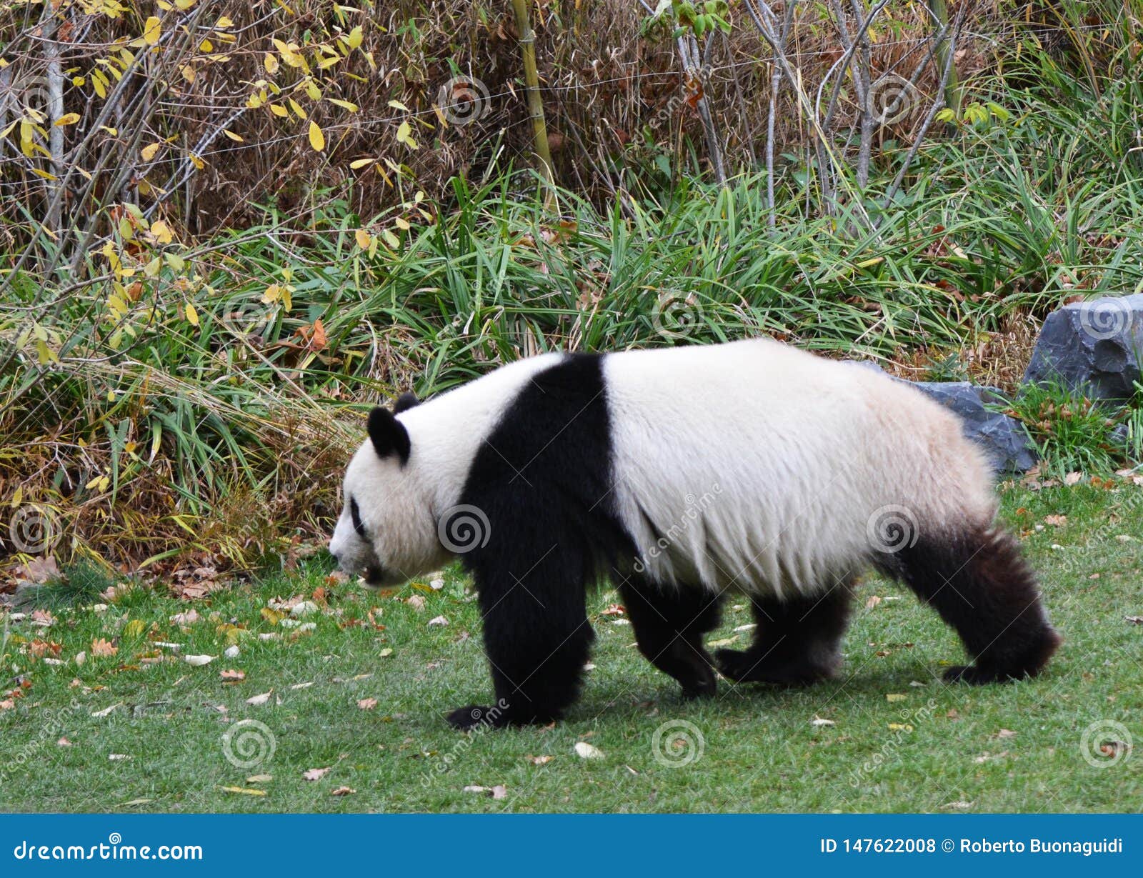 A Panda Bear Controls Its Territory Stock Photo - Image of panda, china ...