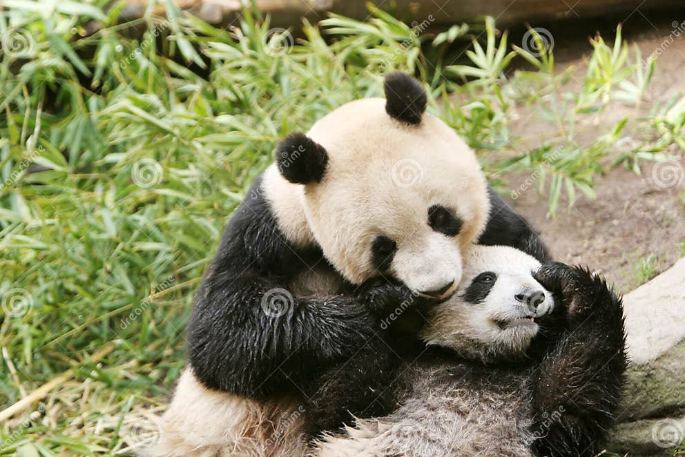 Panda bear and cub stock photo. Image of large, wild, baby - 1959780