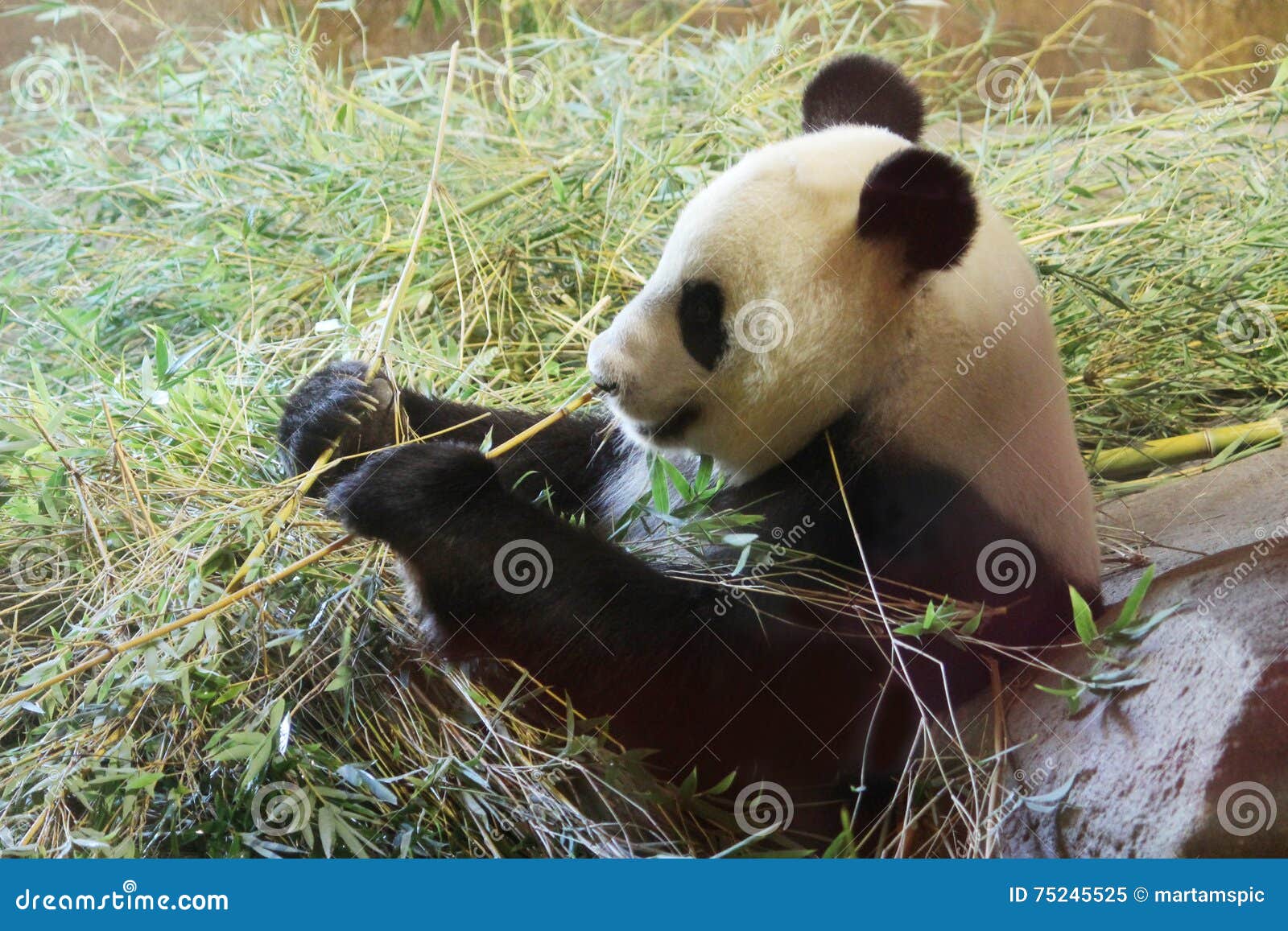 Panda bear eating bambo stock image. Image of chinese - 75245525
