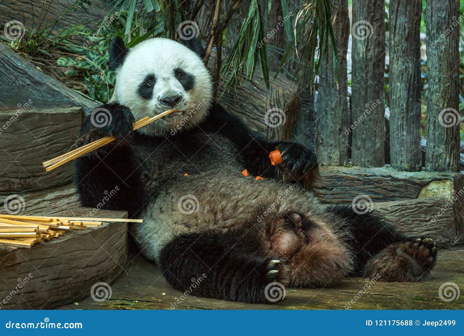 Panda Bear Eating Bamboo Leaf. Stock Photo - Image of panda, white ...