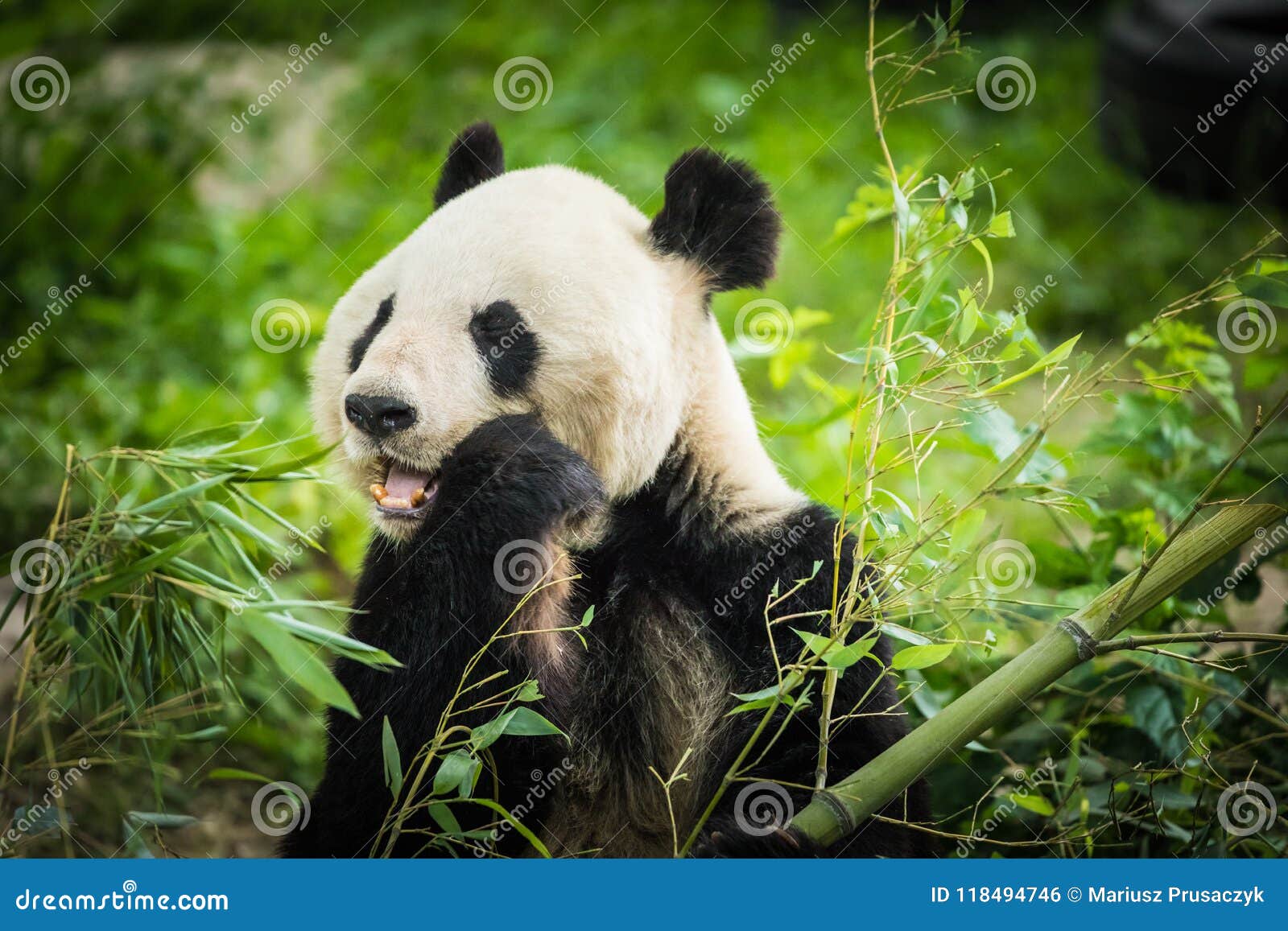 Panda Bear Eating Bamboo Shoot Stock Photo - Image of forest, hungry ...