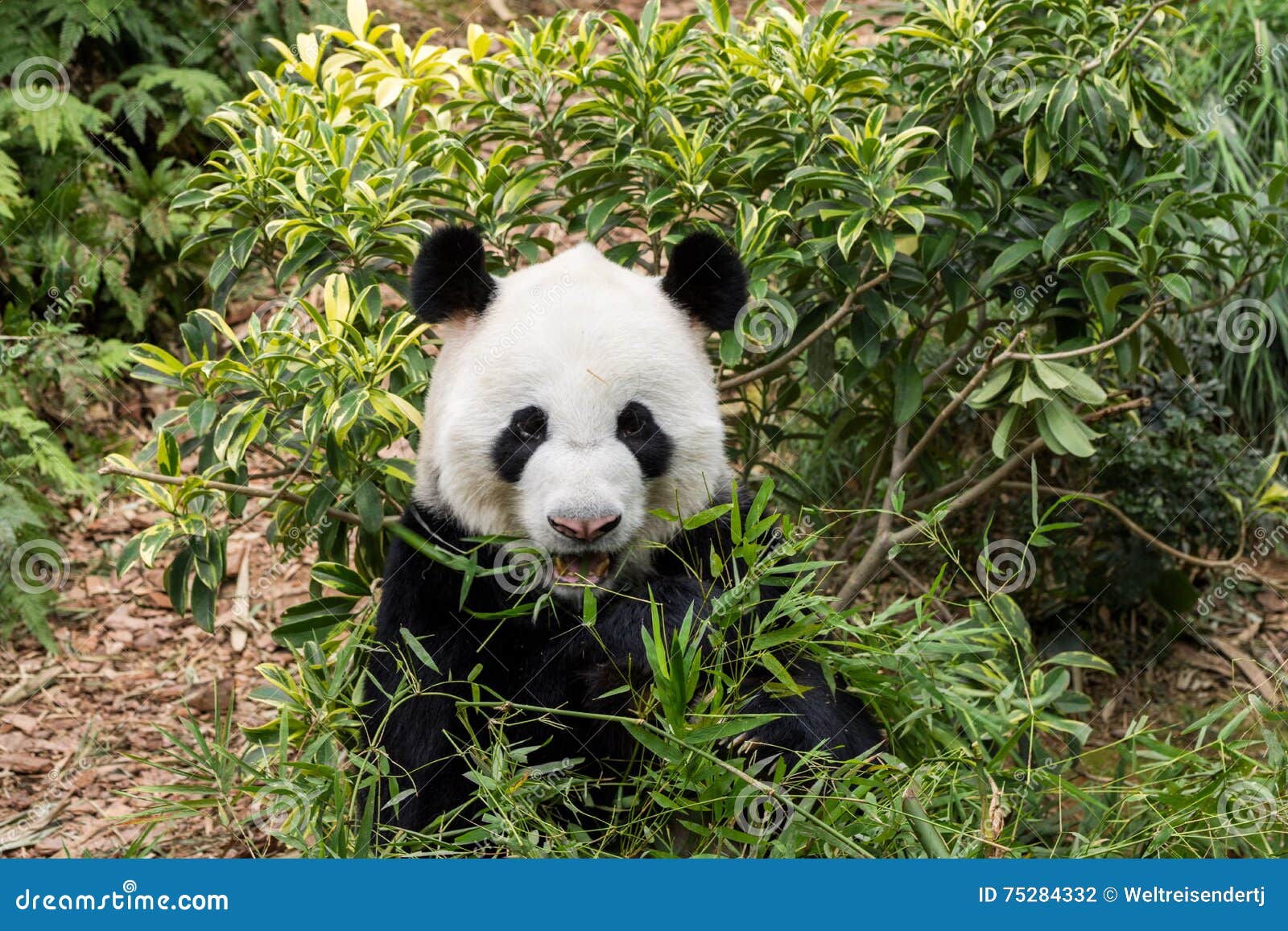 Panda Bear Eating Bamboo Tree Stock Photo - Image of asian, bear: 75284332