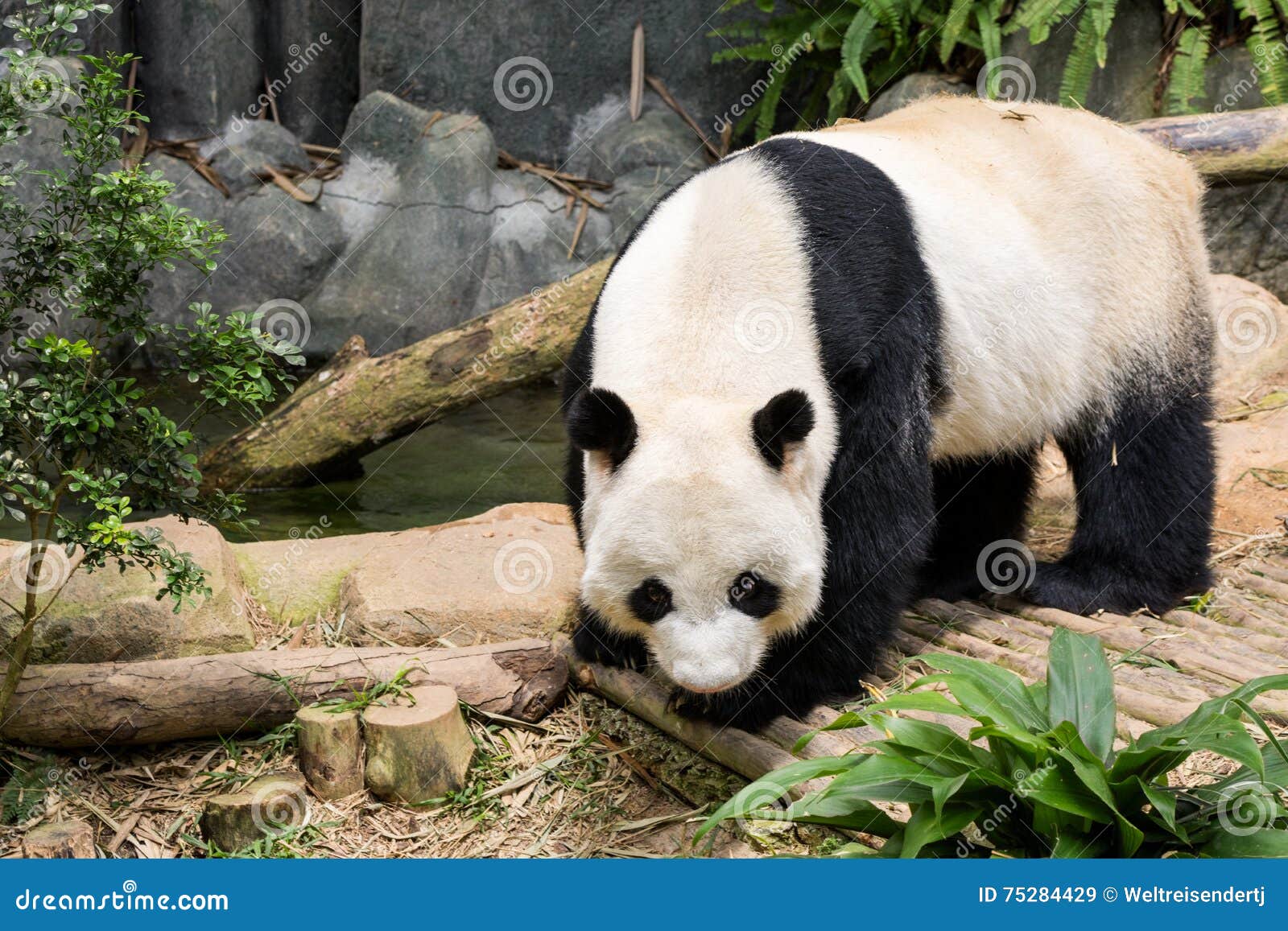 Panda Bear Eating Bamboo Tree Stock Image - Image of grass, mammals ...