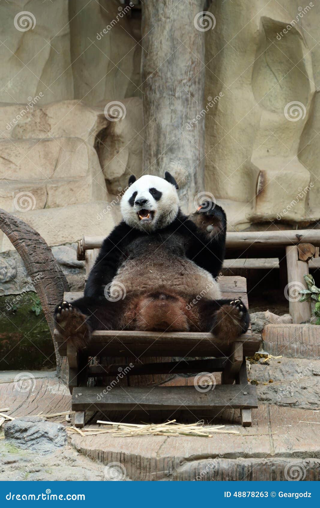 Panda bear eating carrot stock image. Image of china - 48878263