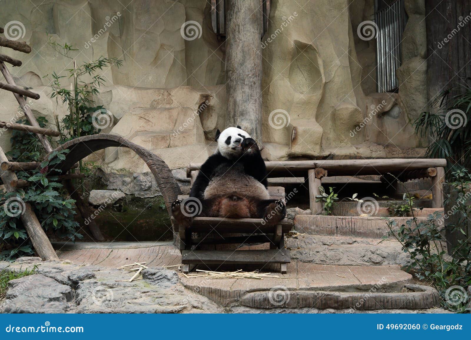 Panda bear eating carrot stock photo. Image of hungry - 49692060