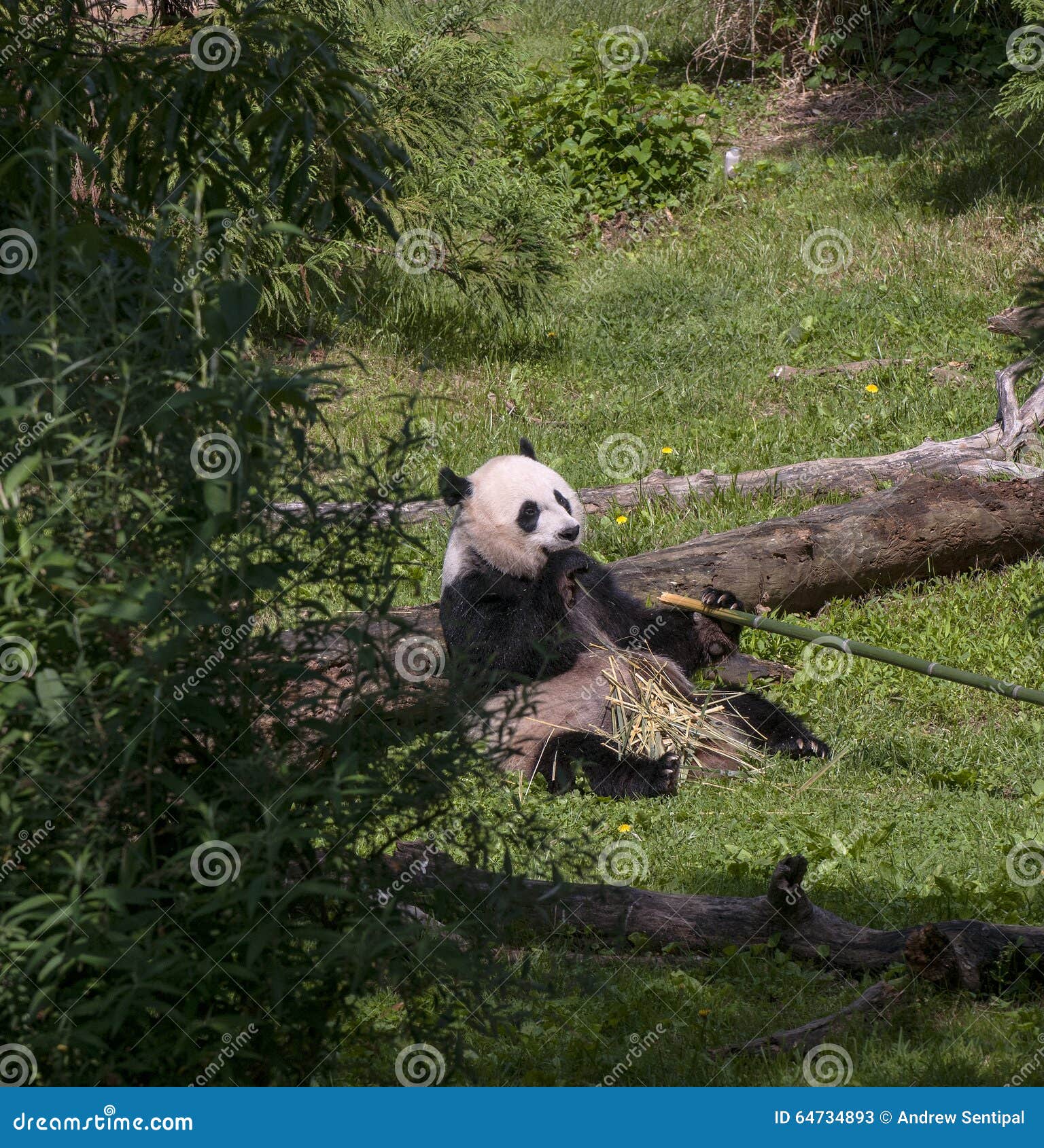 Panda bear eating stock image. Image of black, animal - 64734893