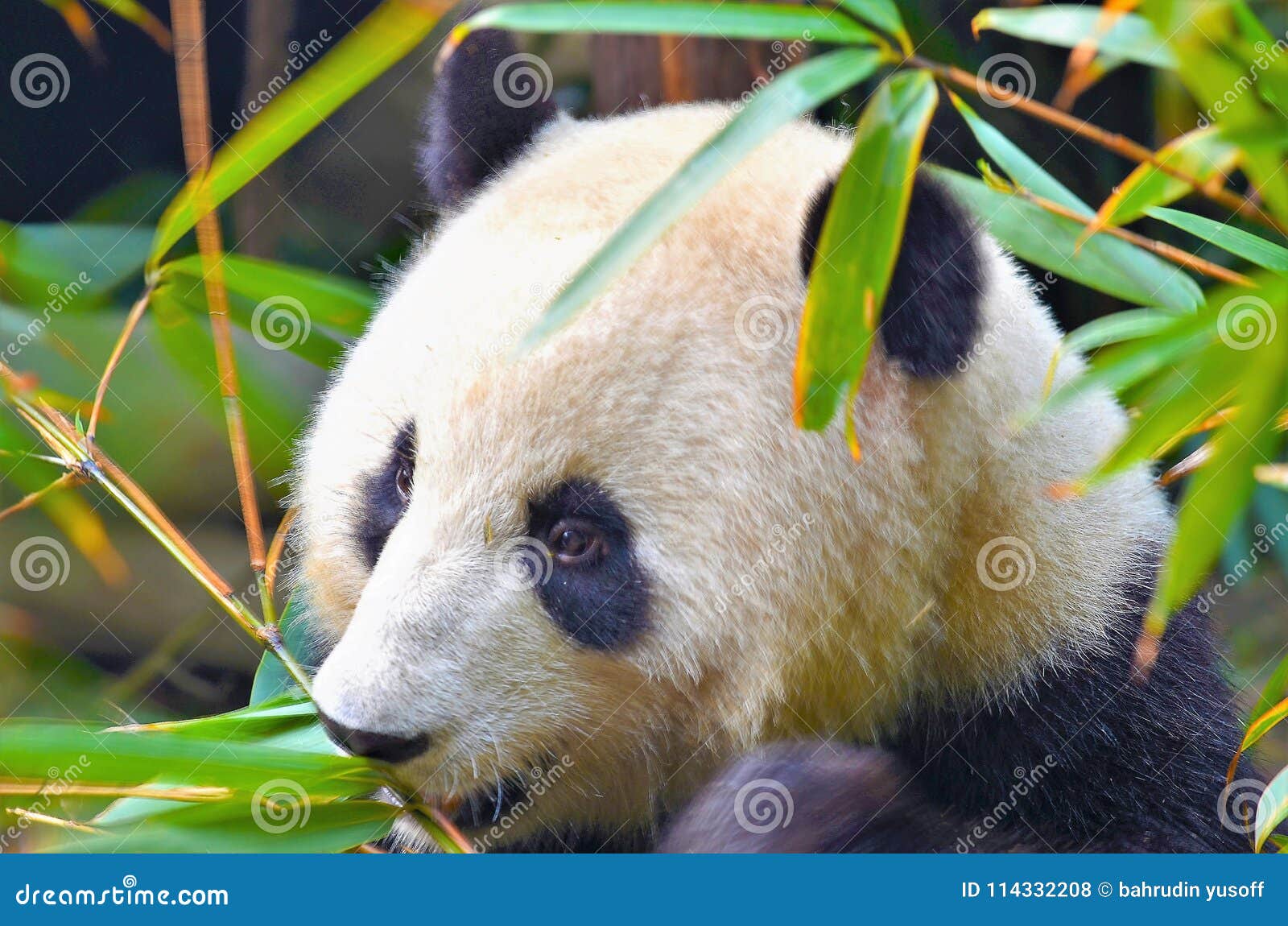 Panda Bear Essen Einen Baumast, China-wild Lebende Tiere Stockfoto ...