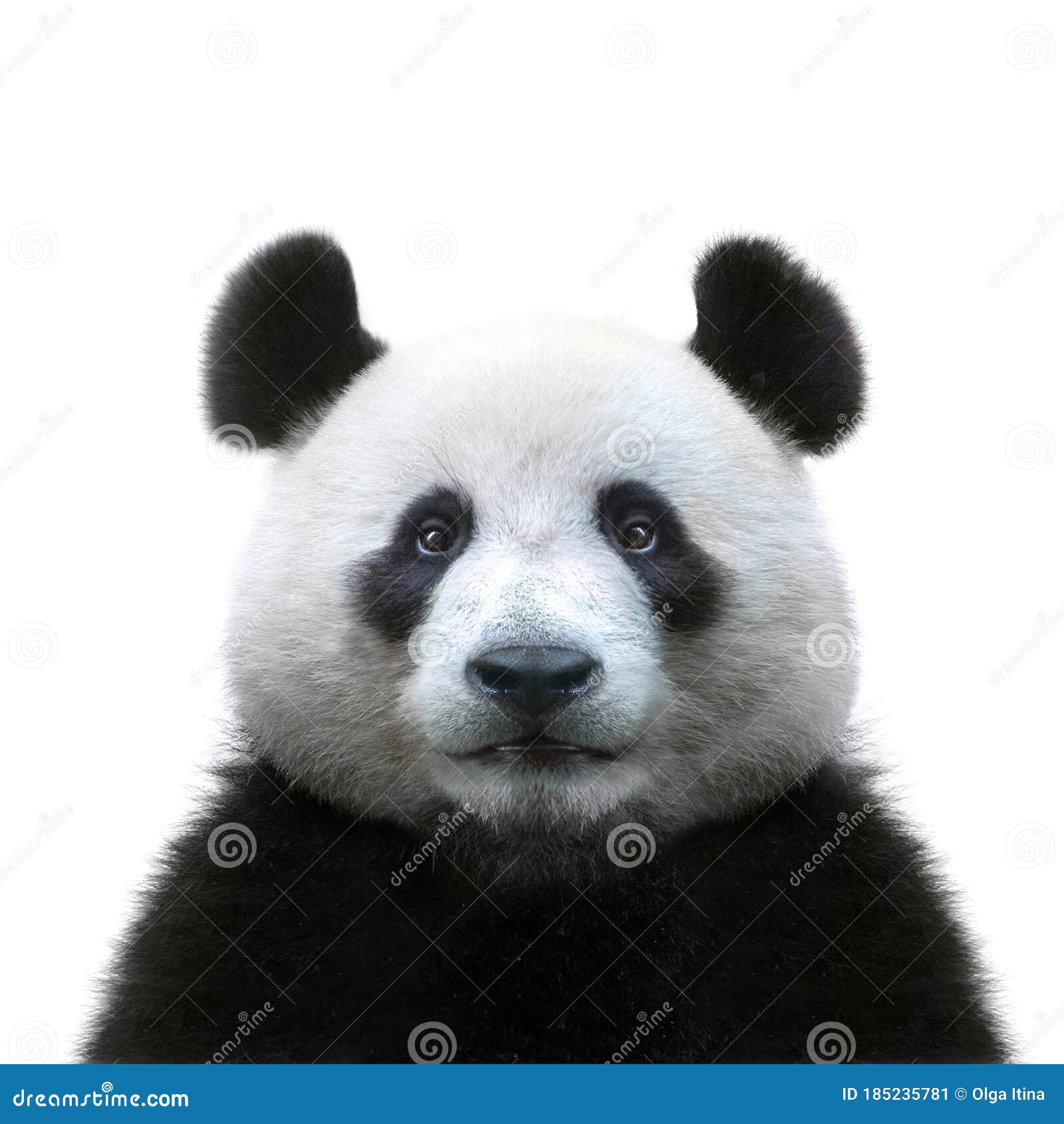 Bear Face White Background