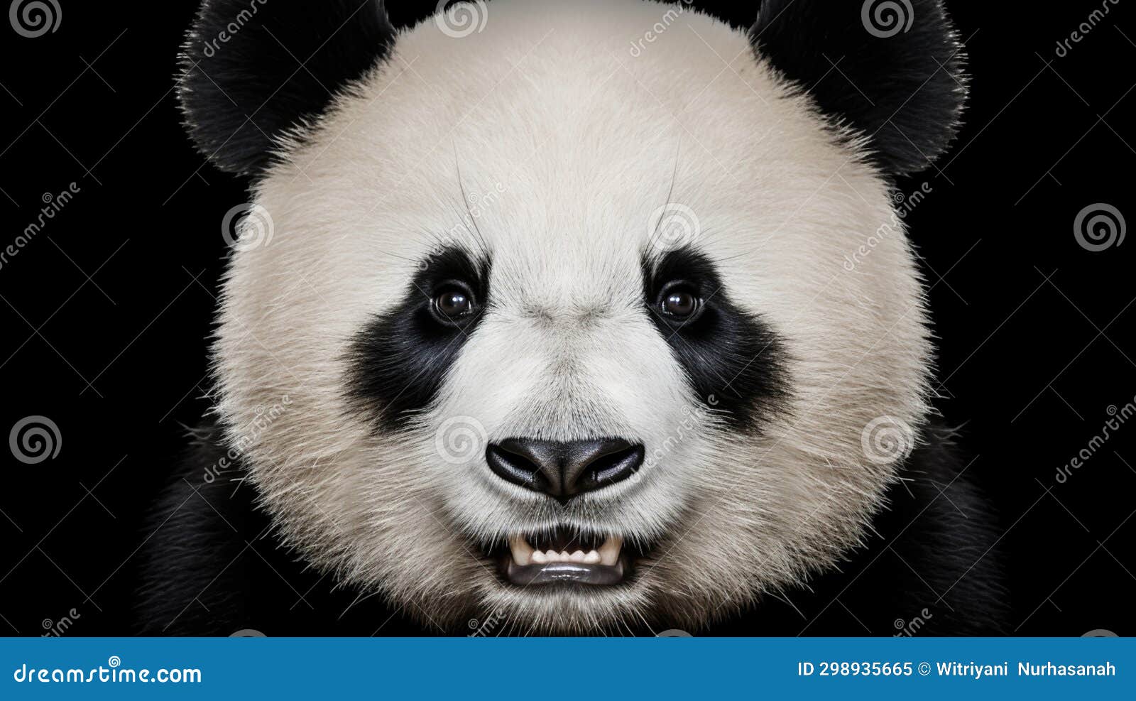 Panda Bear Face Isolated on White Background. Generative Ai Stock Image ...