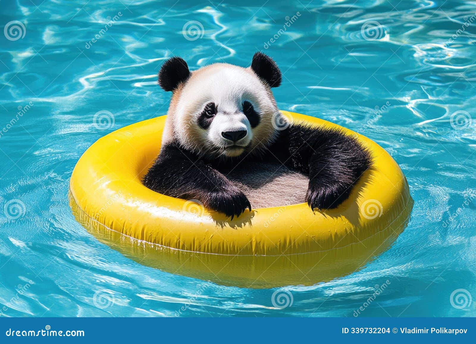 A Panda Bear Floats Peacefully in a Swimming Pool Stock Photo - Image ...