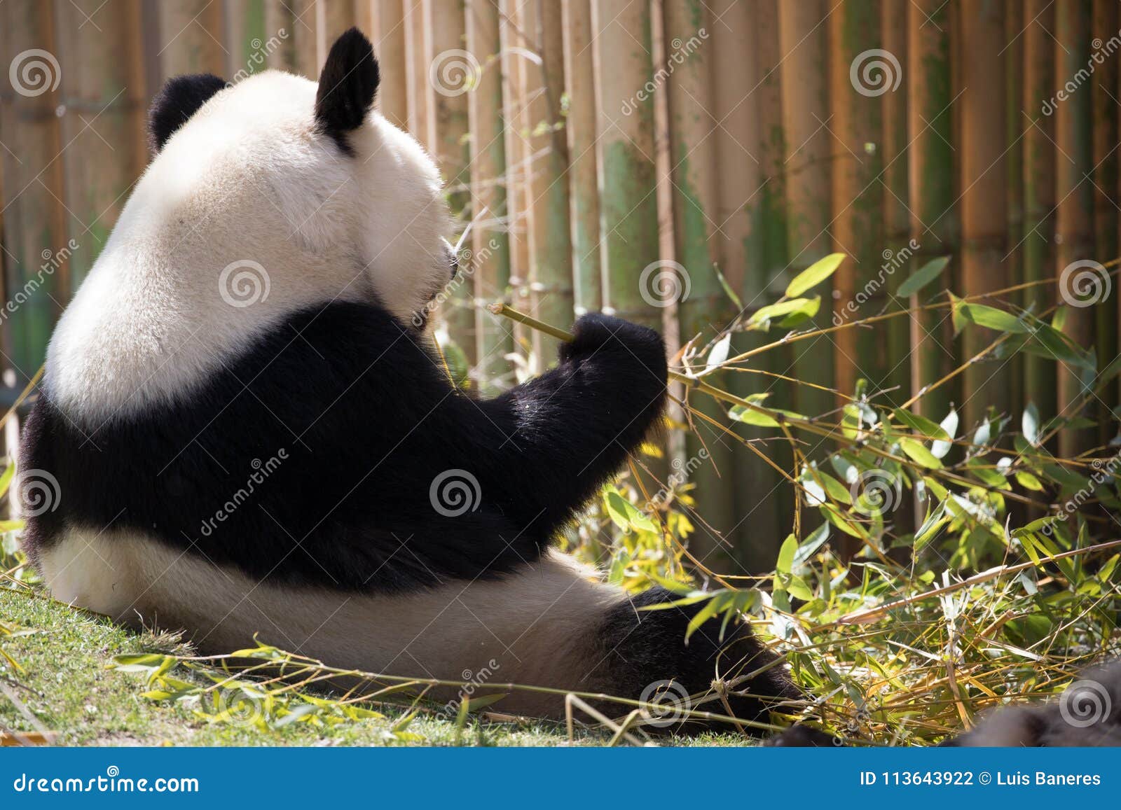 Panda Bear Fun on a Sunny Day Stock Photo - Image of bear, black: 113643922