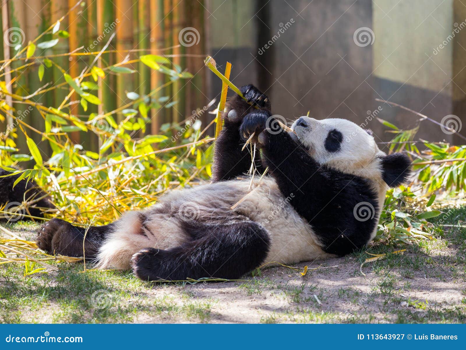 Panda Bear Fun on a Sunny Day Stock Image - Image of jungle, black ...