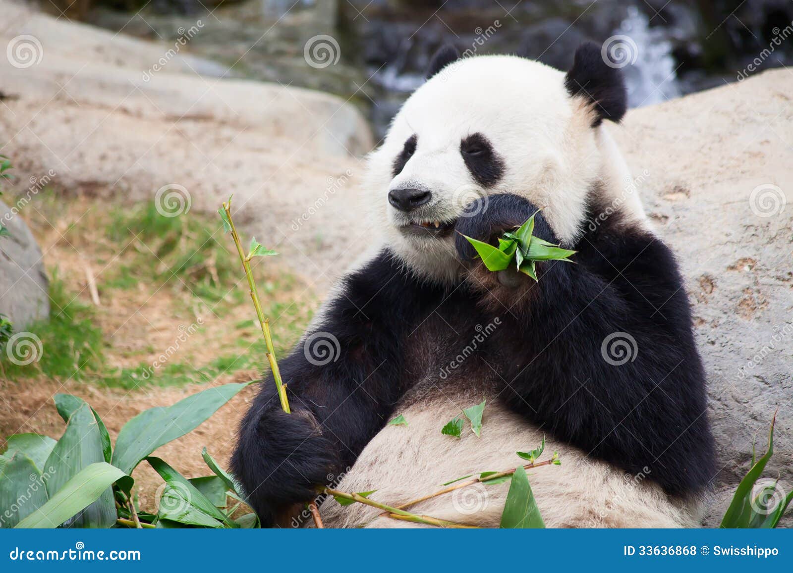 Panda bear stock photo. Image of bear, asian, panda, leaf - 33636868