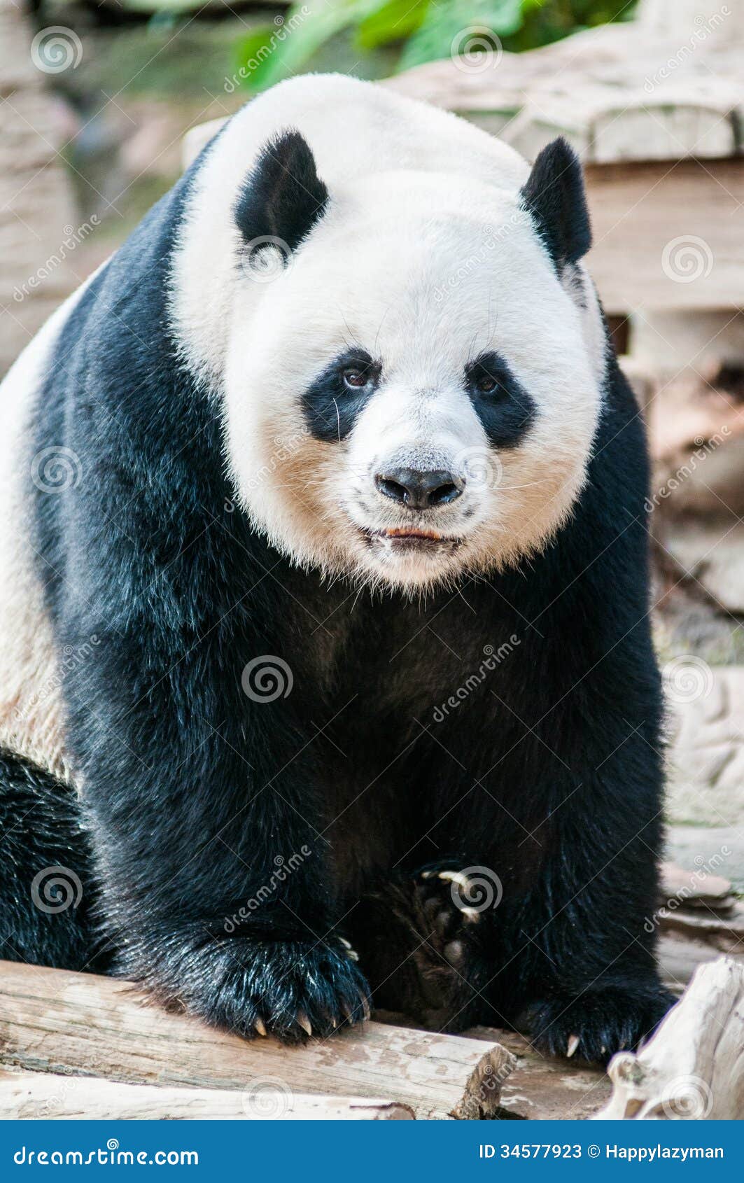 Panda bear stock image. Image of east, wild, nature, park - 34577923