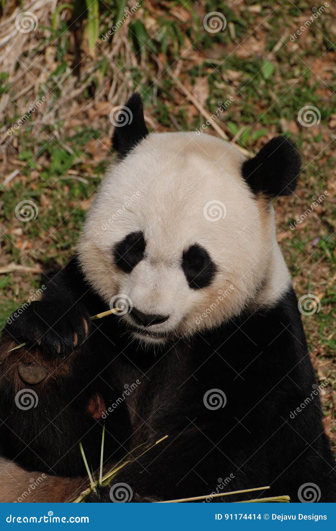 Panda Bear Holding Bamboo while Eating it Stock Photo - Image of eating ...