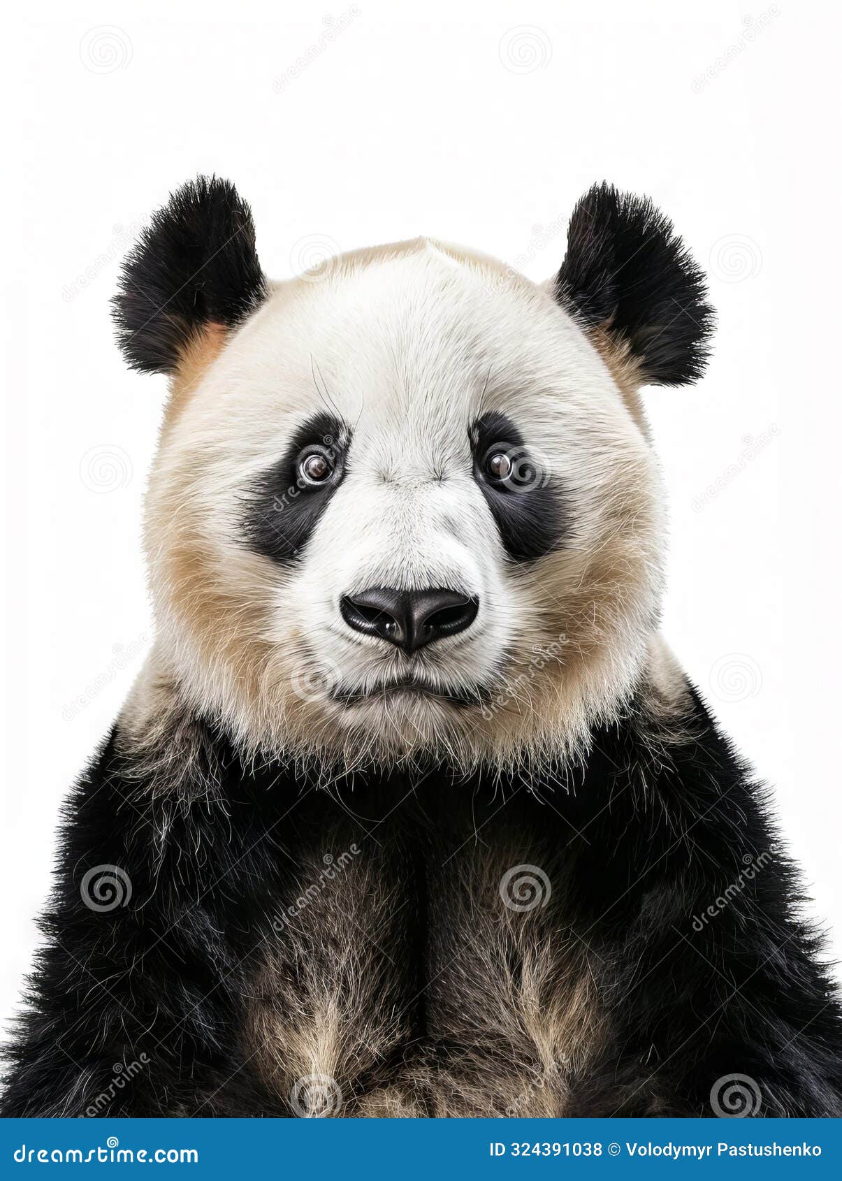 A Panda Bear is Looking at the Camera Stock Photo - Image of animal ...