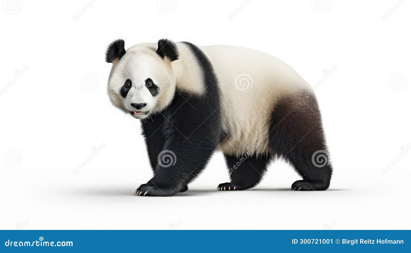 Panda Bear Looking in Camera Stock Illustration - Illustration of ...