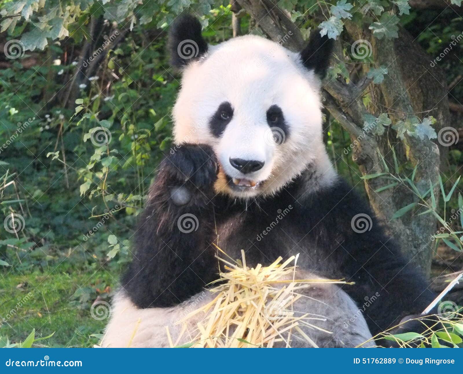 Panda stock image. Image of lunchtime, black, feeding - 51762889