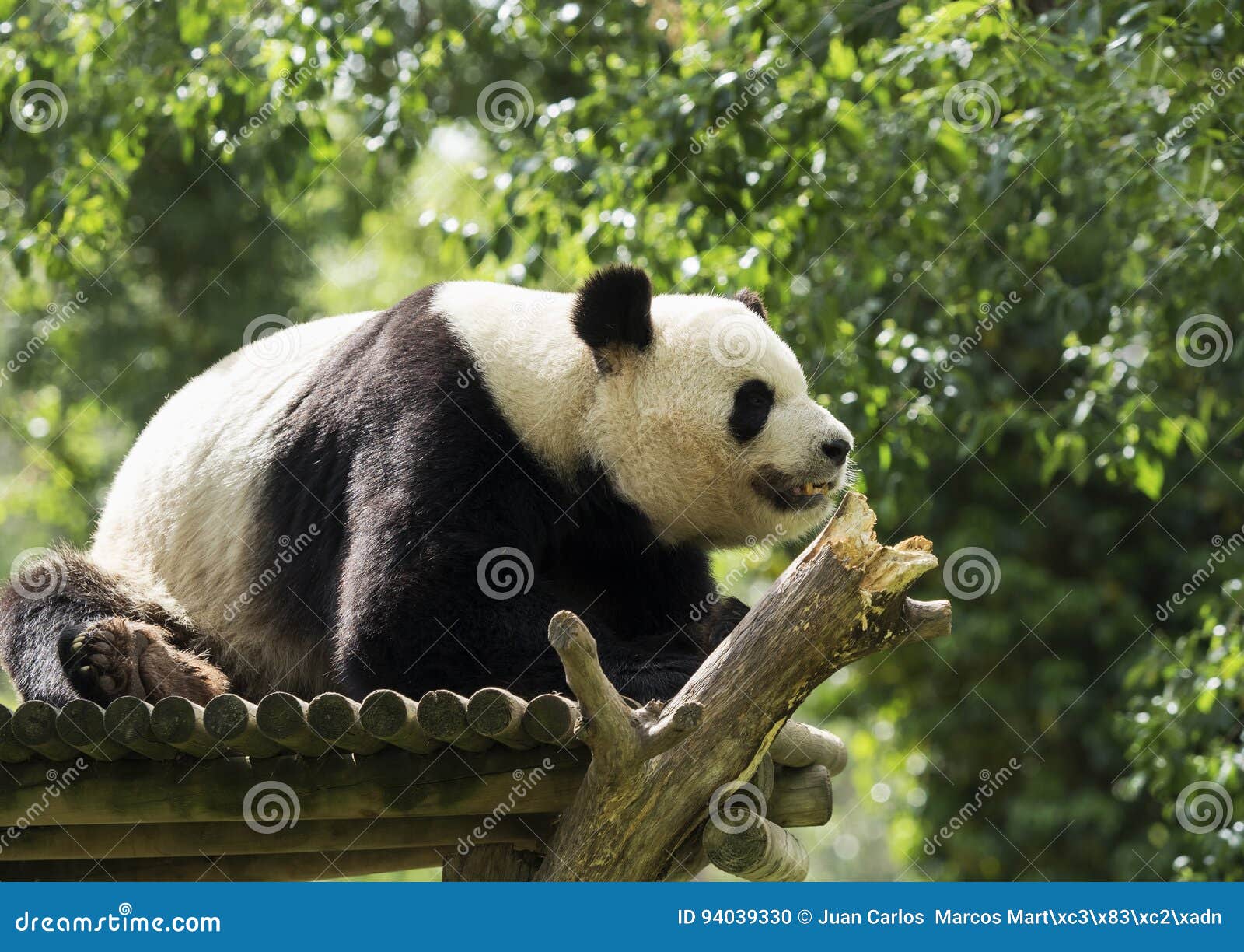 Panda Bear Que Encontra-se No Perfil Foto de Stock - Imagem de floresta ...