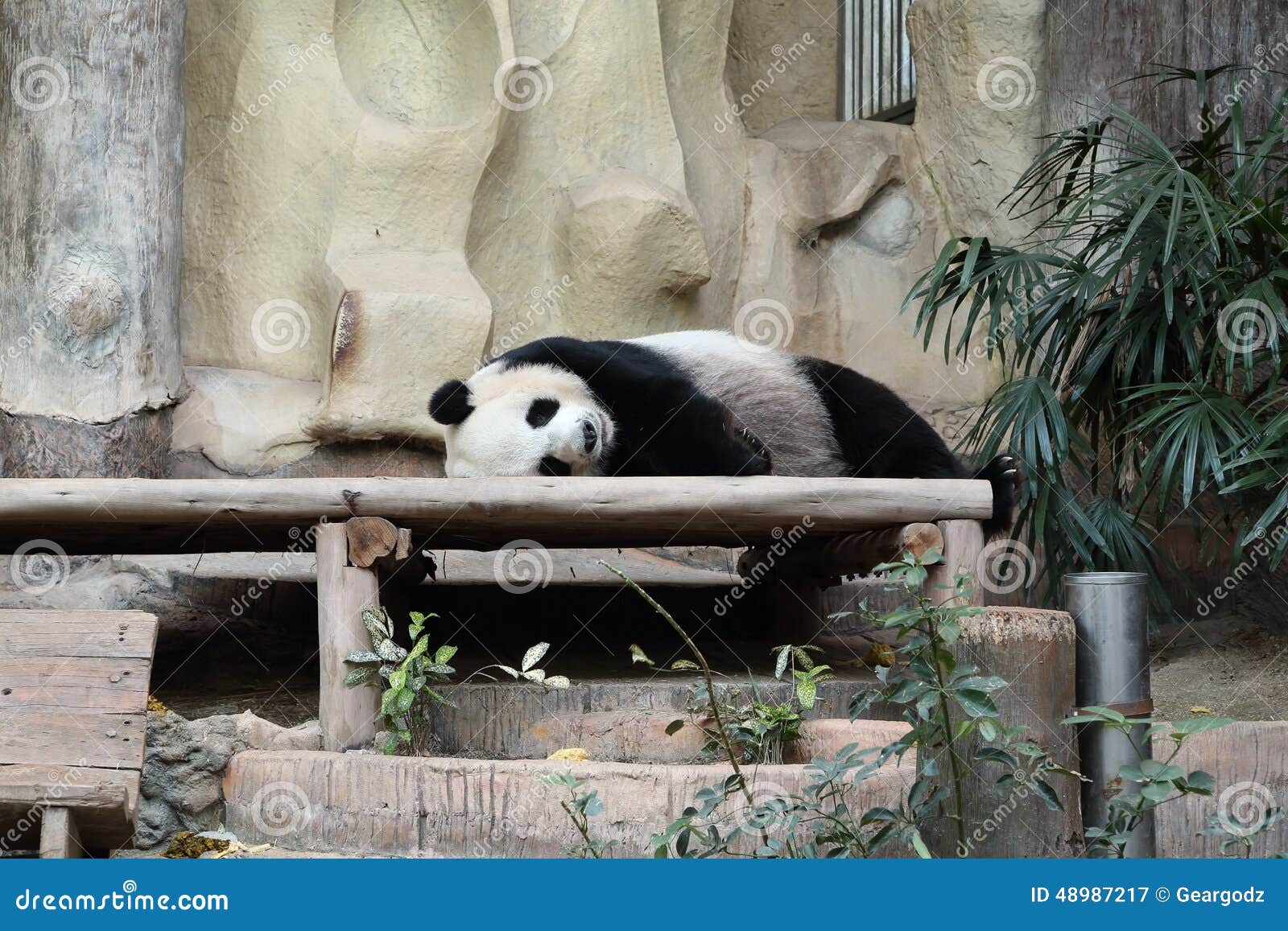 Panda bear resting stock image. Image of chengdu, rare - 48987217