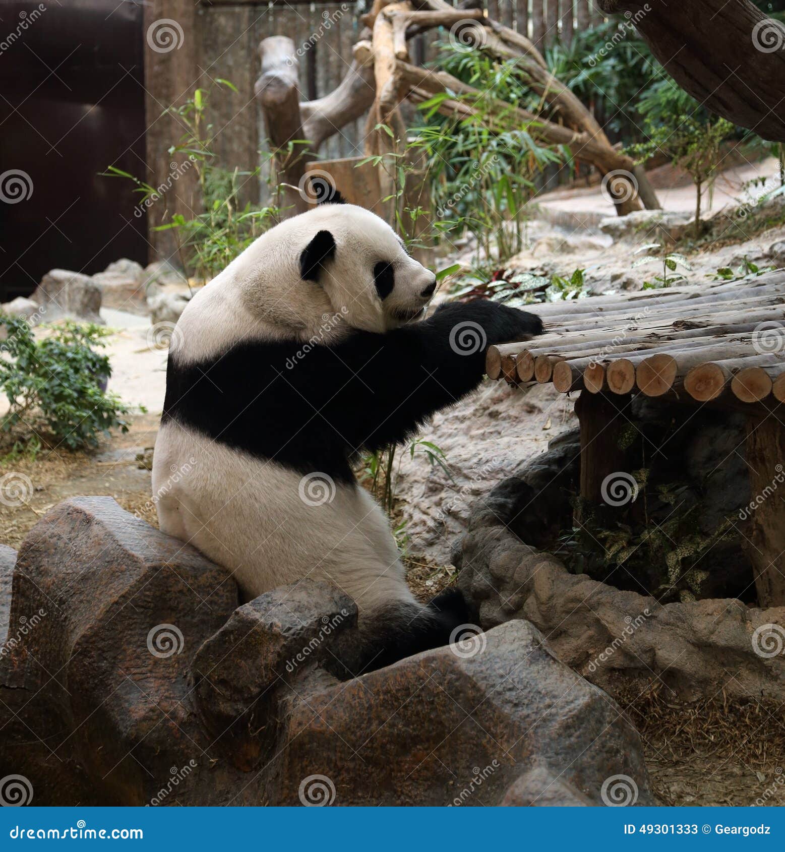 Panda bear resting stock image. Image of species, asia - 49301333